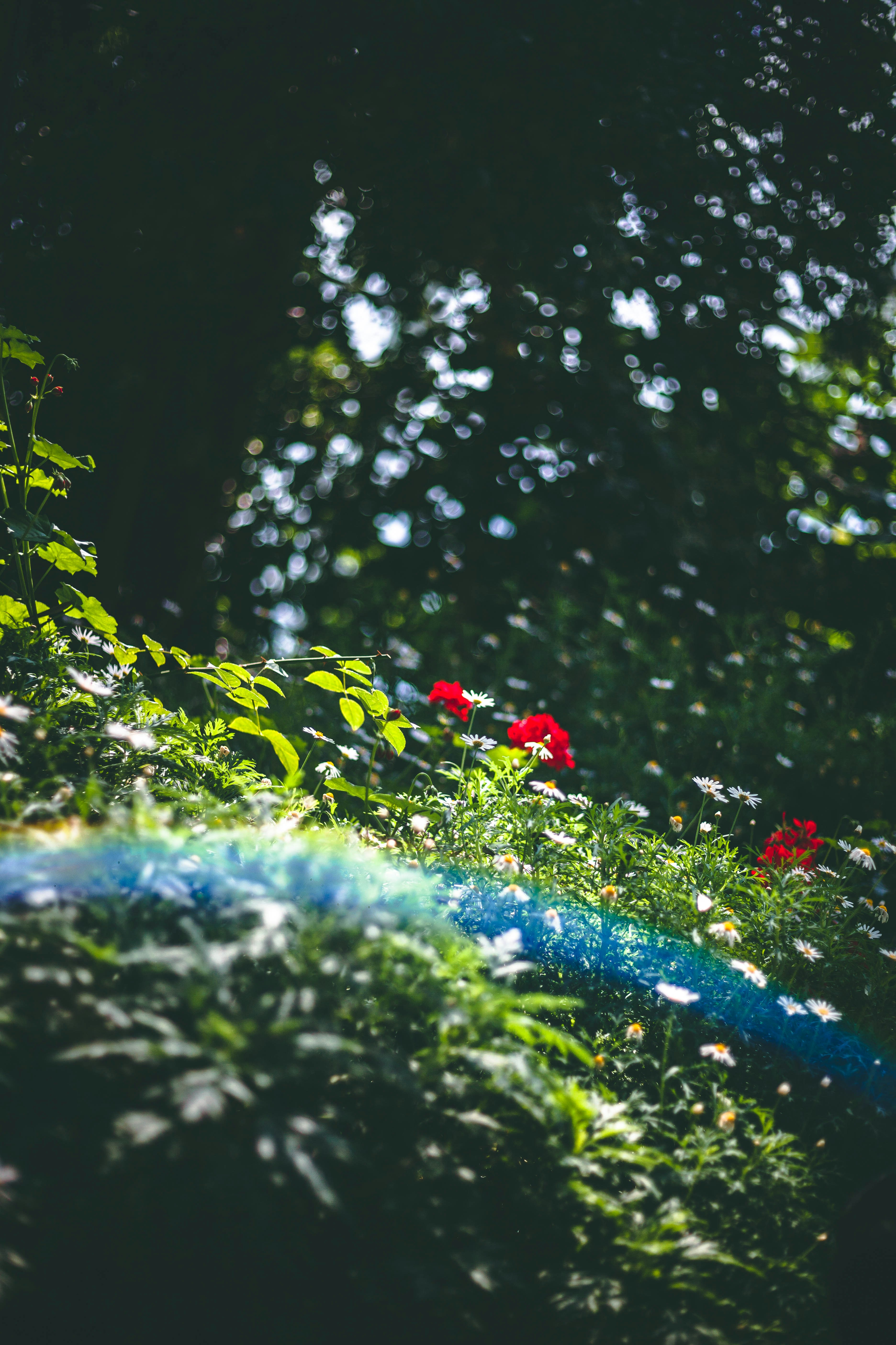 Blue Arc Across a Sunlit Garden Border: Red Blooms in Quiet Foliage