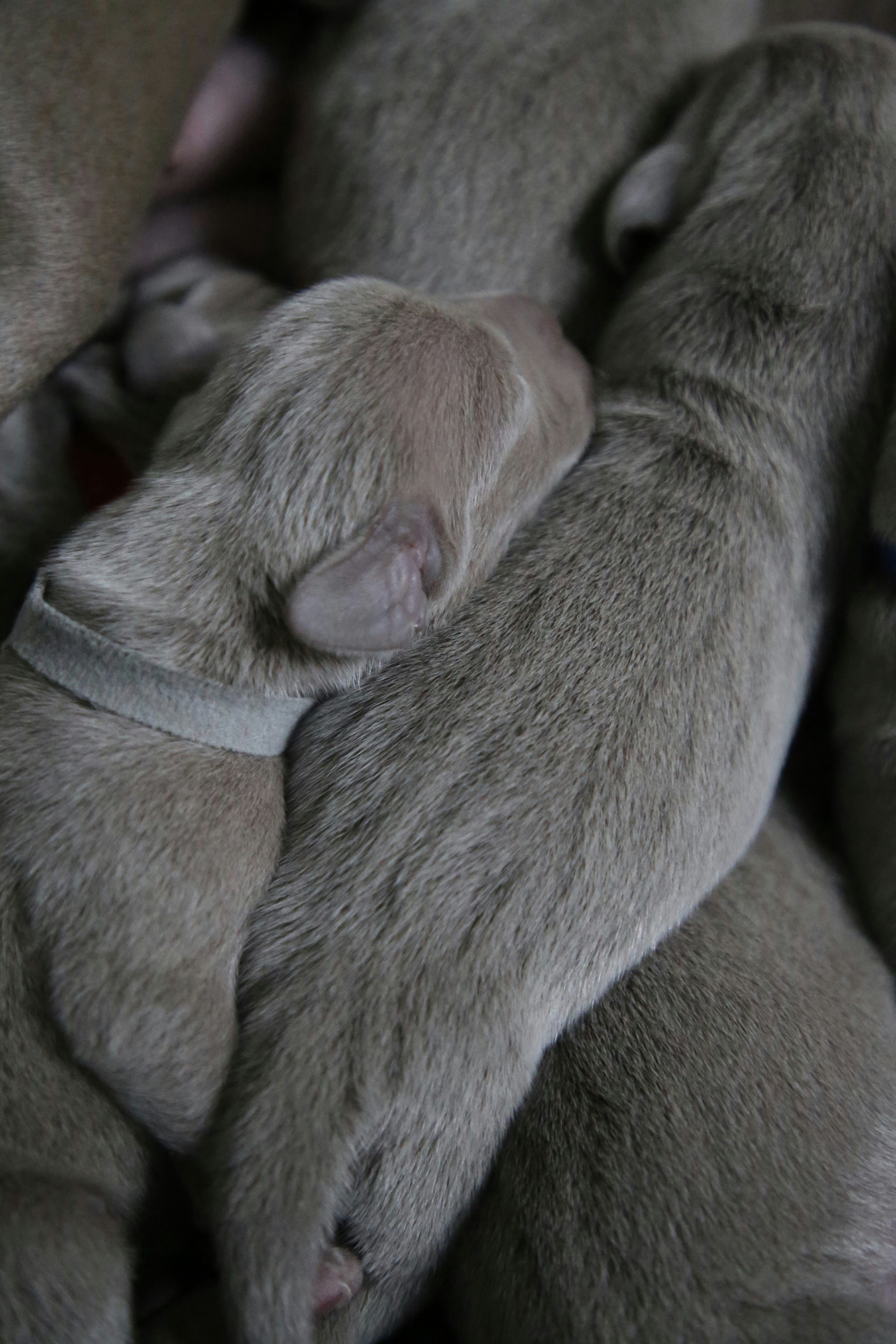 gray puppies