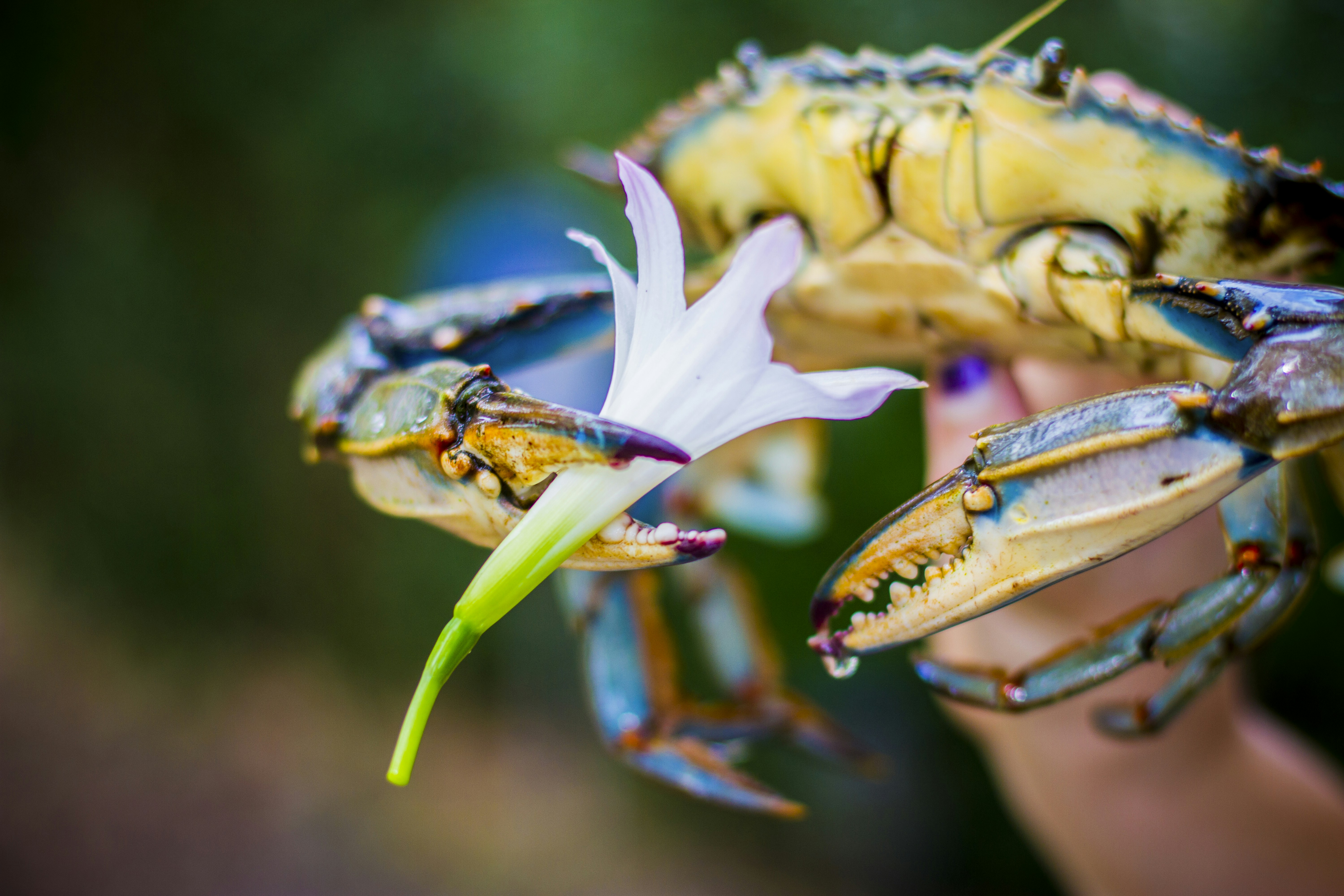 Petal Grasp: A Crustacean's Quiet Embrace