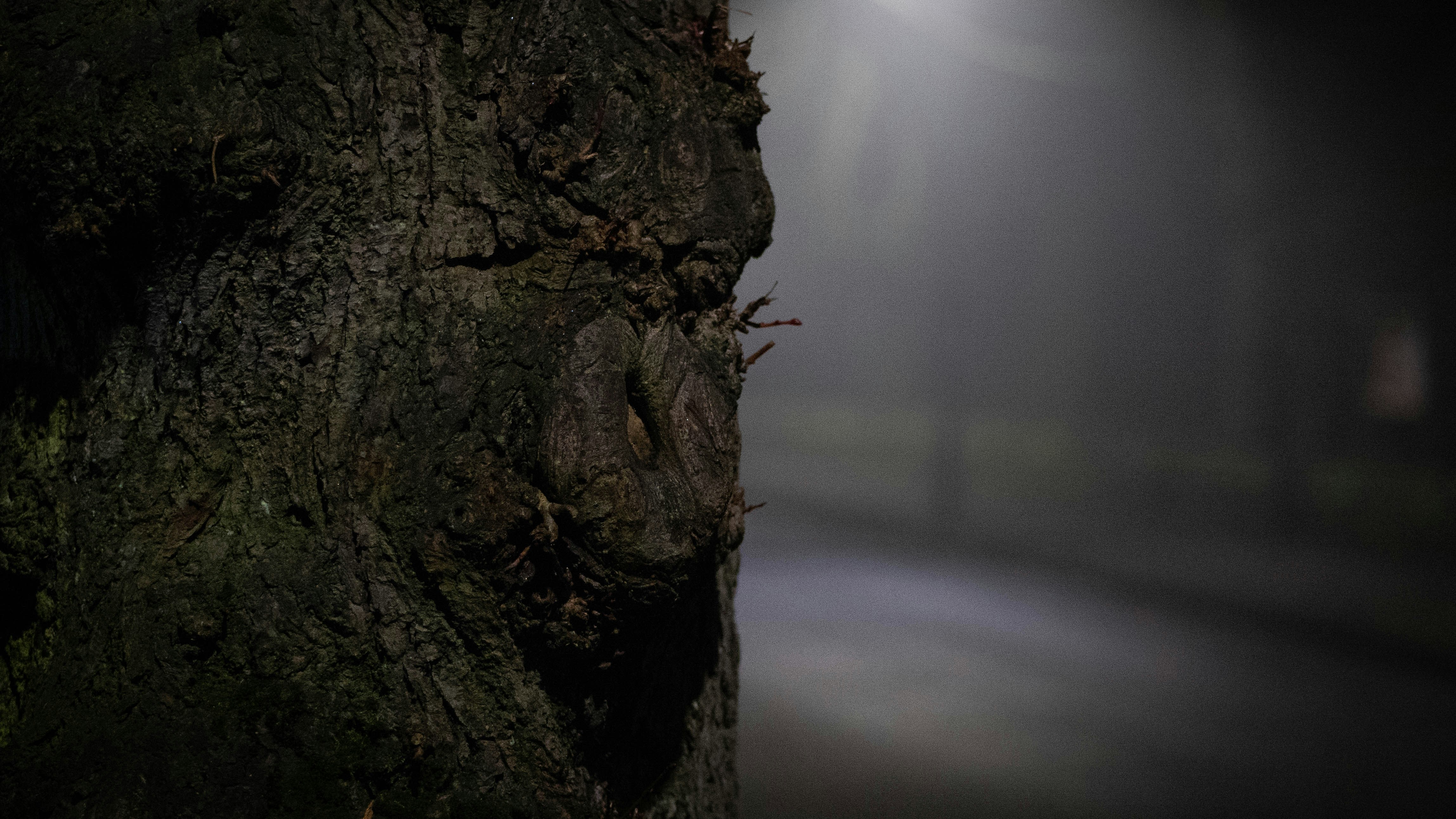 Moonlit Park Mantle: A Trunk Steps into Fog