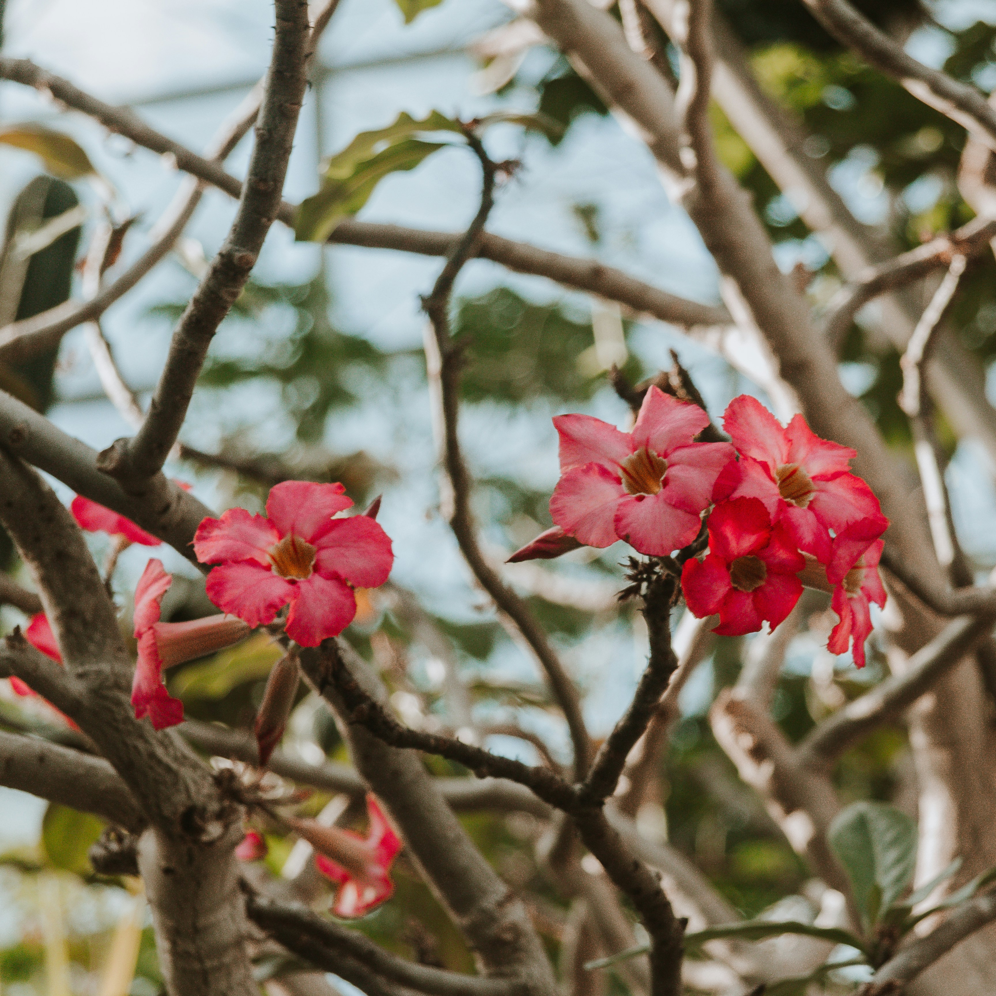 Crimson Blooms Framed by a Tangle of Branches
