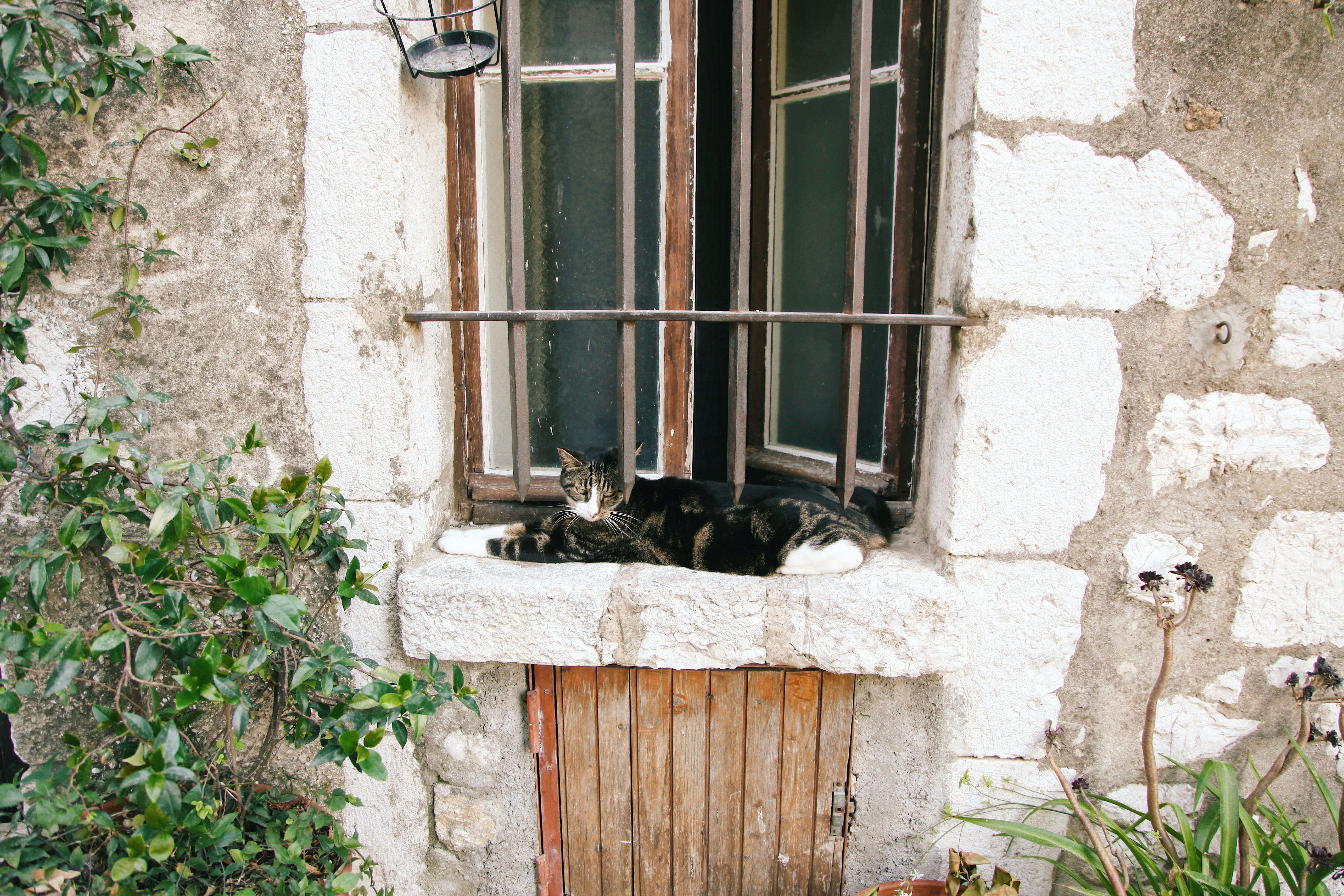 A relaxed tabby cat lounging on a stone window sill, framed by rustic wooden shutters and surrounded by greenery.