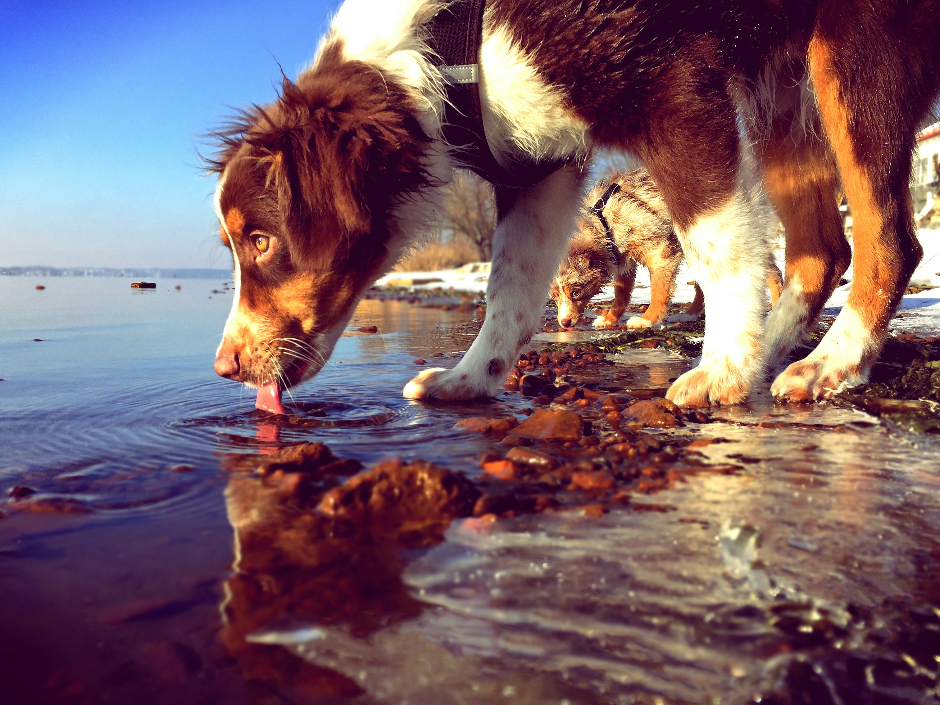 Waterline Snippet: A low-angle moment with a hound at the shore