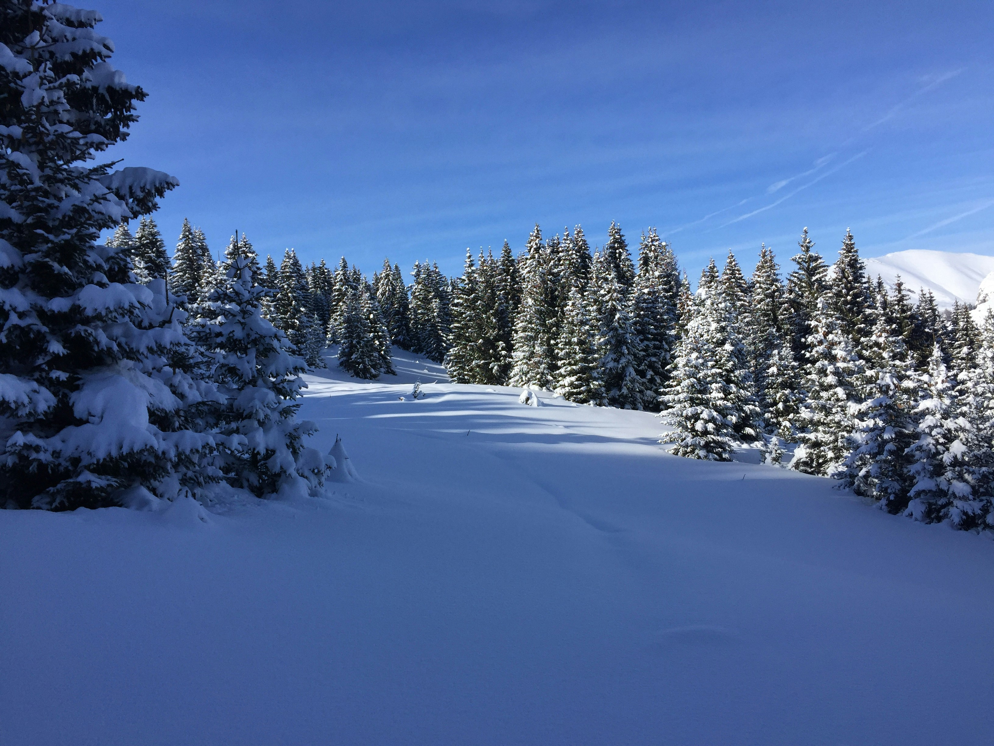 Pine trees under blue sky photo – Free Unnamed road Image on Unsplash