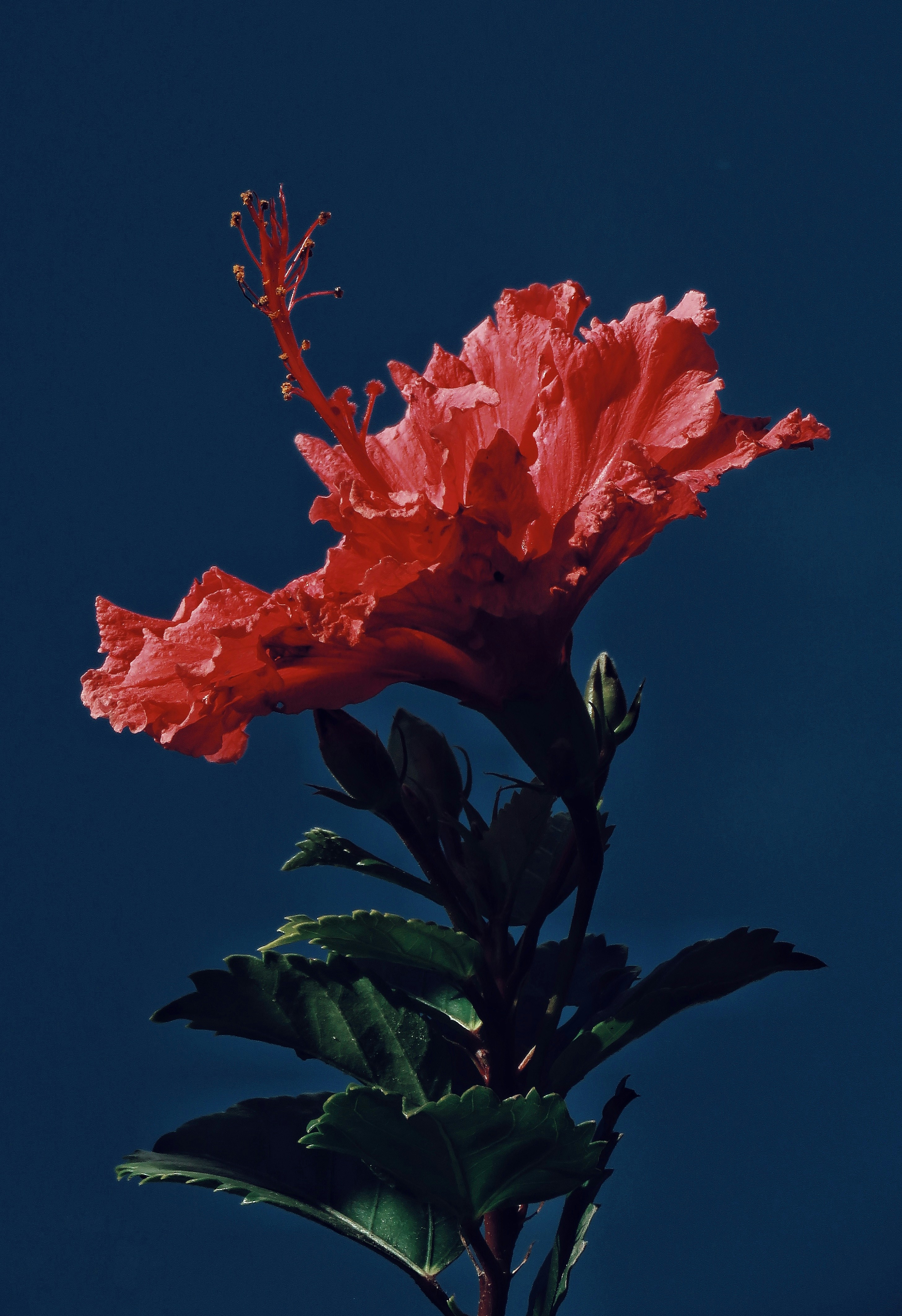 Pink hibiscus flower with vibrant petals set against a dark blue sky.
