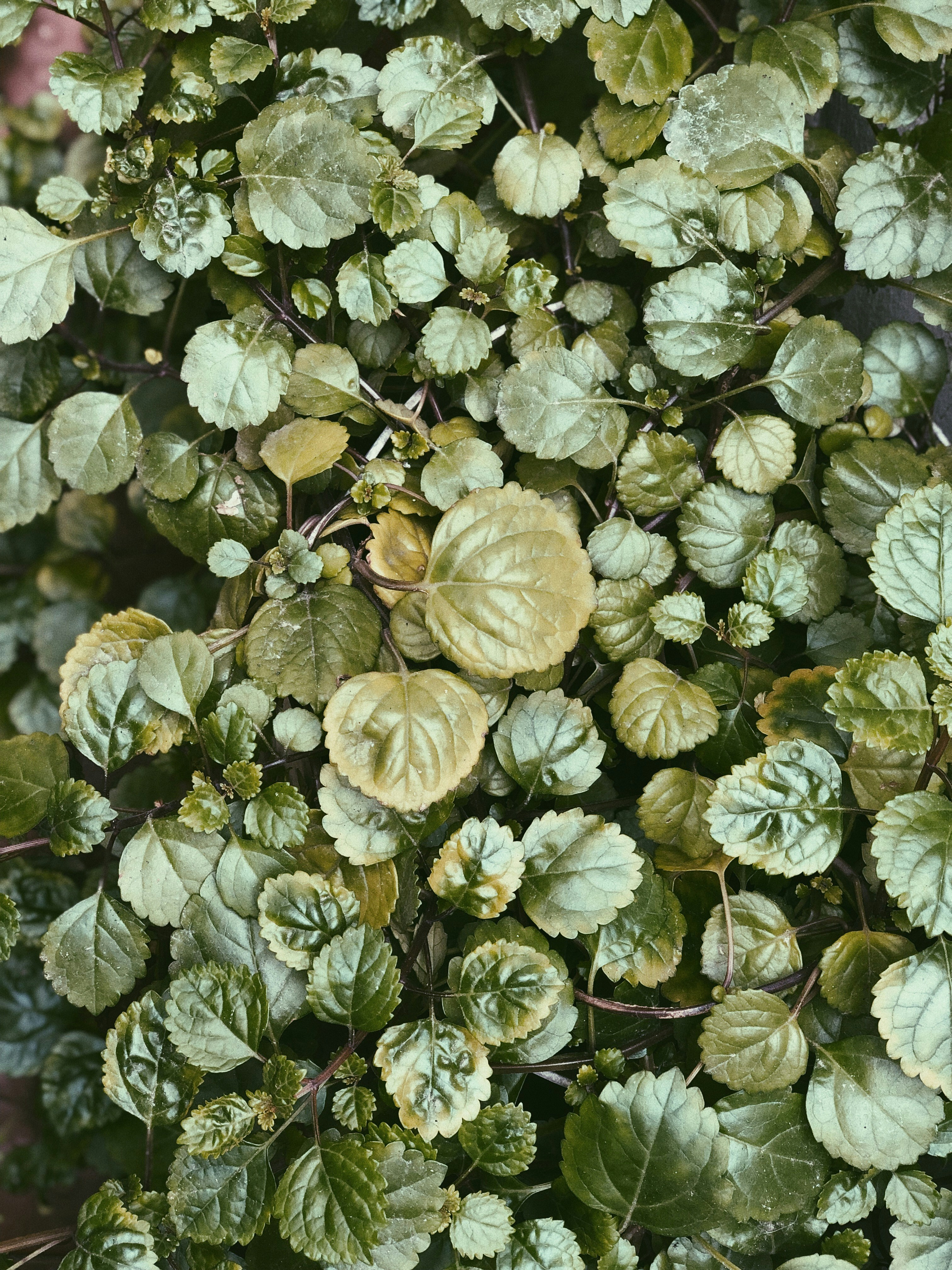 Lush green leaves of varying shapes and textures create a dense, natural carpet. The intricate patterns showcase the diversity of foliage.