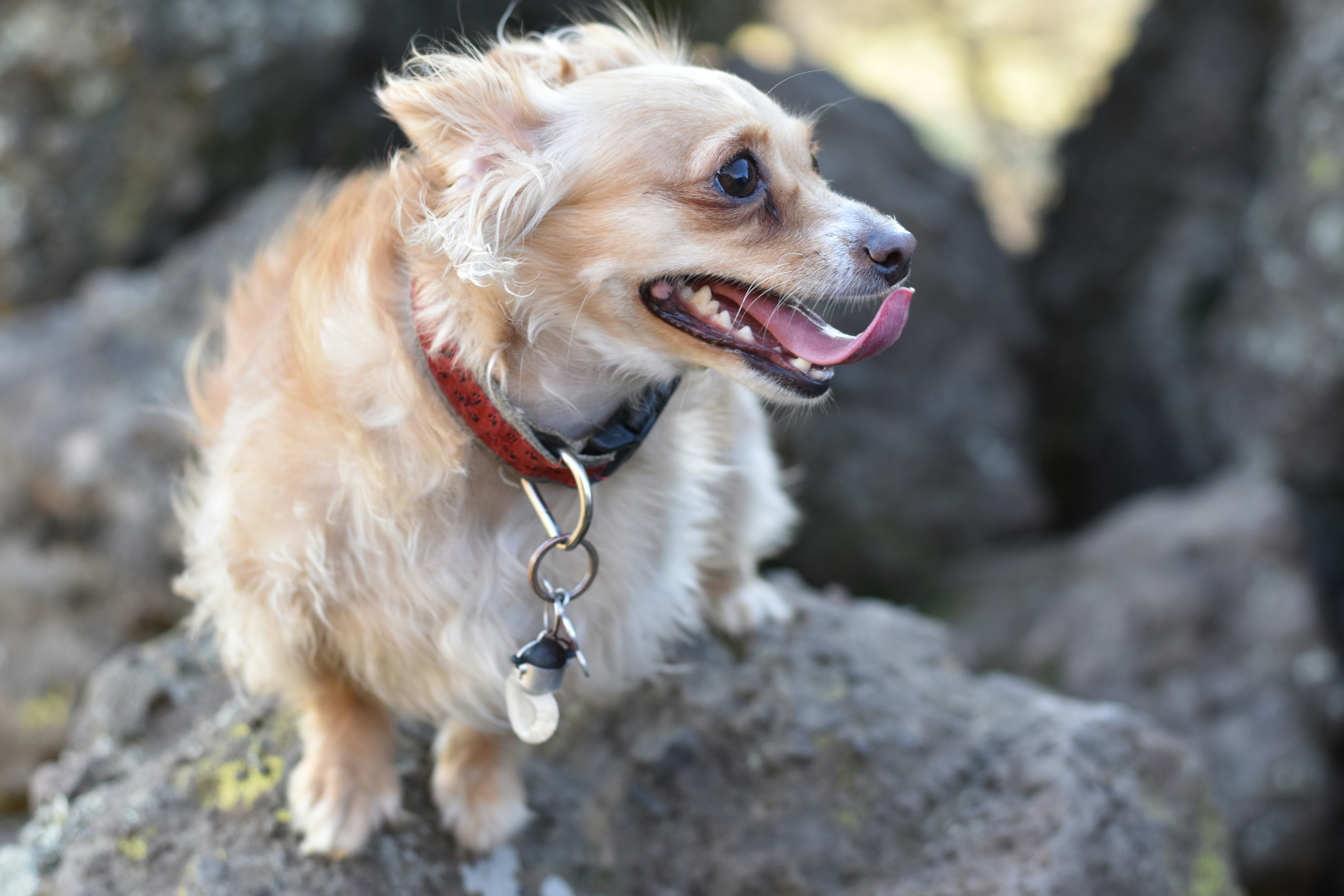 Small Chihuahua with a red collar perched on a rock, tongue out, against a blurred natural backdrop.