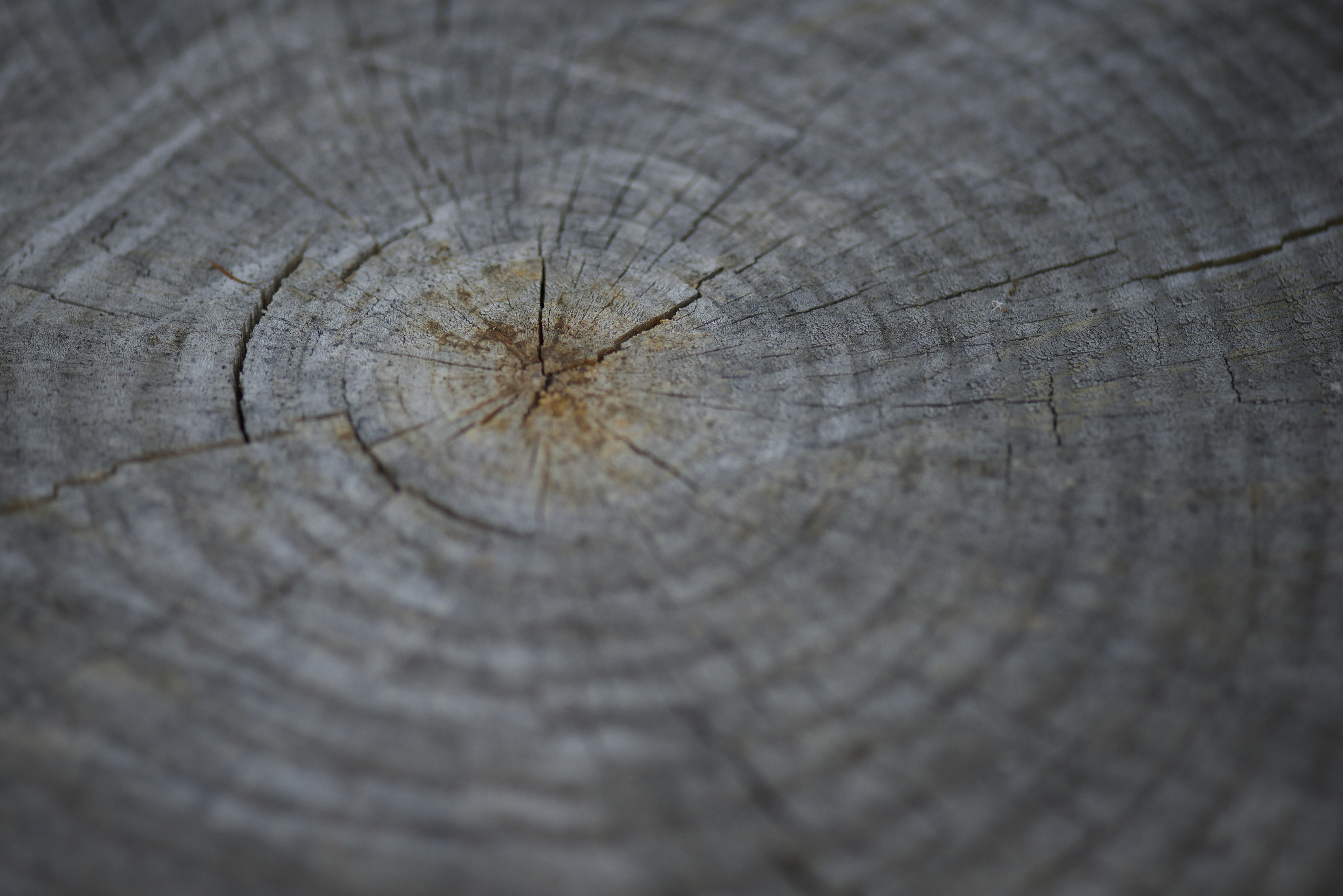 Gray wood log photo – Free Grey Image on Unsplash