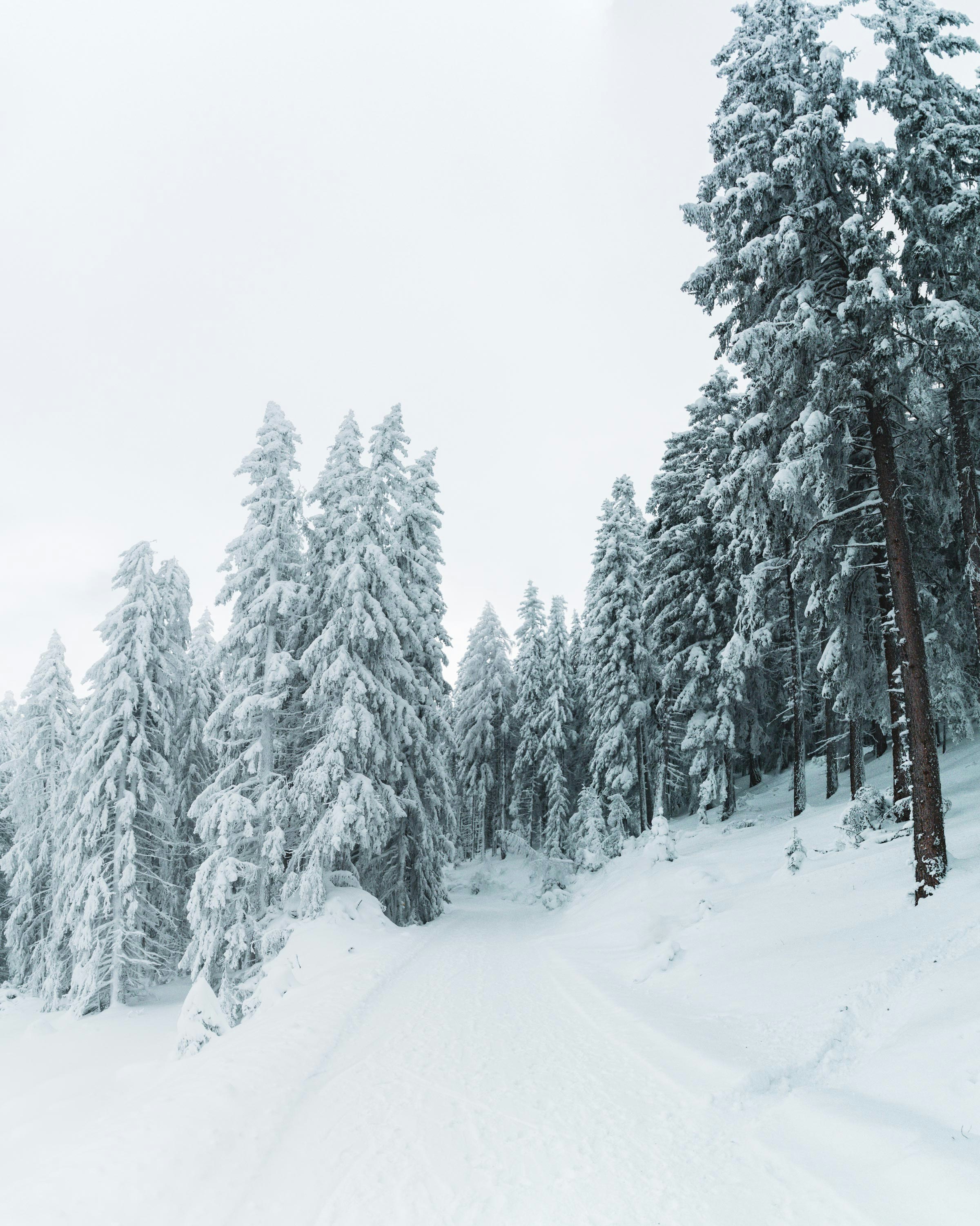 Snow-laden pine trees line a tranquil, frosty path under an overcast sky.