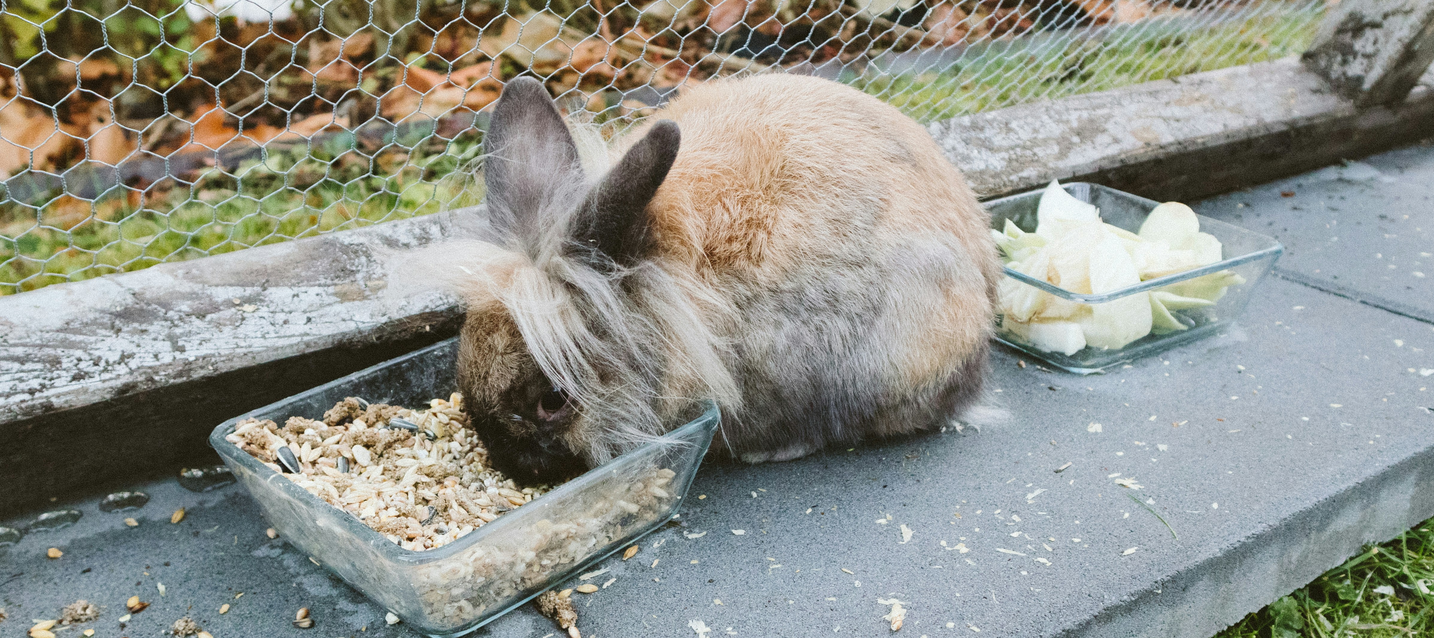 Fence-Side Grazing: A Rabbit Nibbles Pellets on a Concrete Ledge