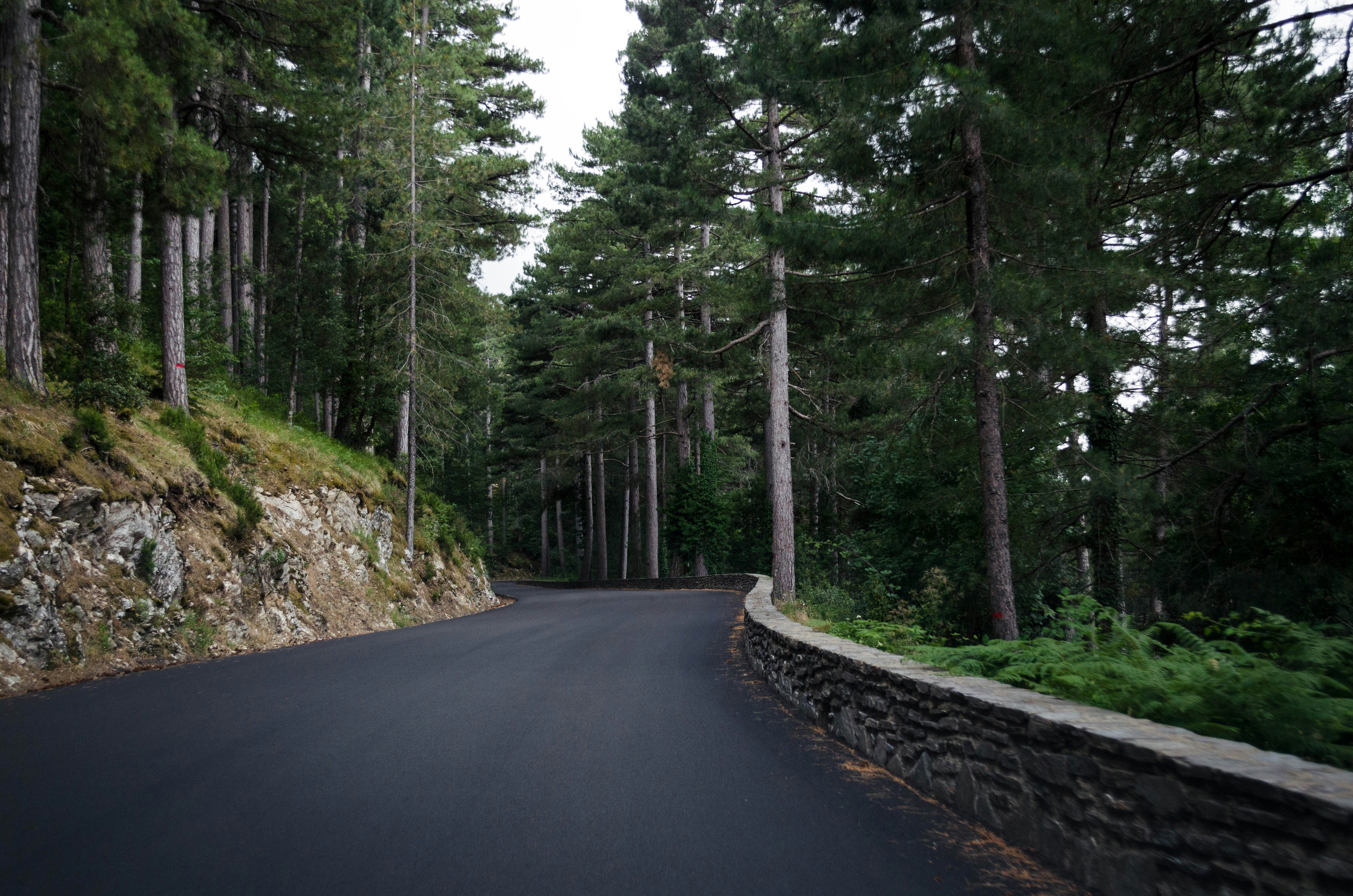 Pine-Lined Curve: A Quiet Forest Road Bends Toward the Distance