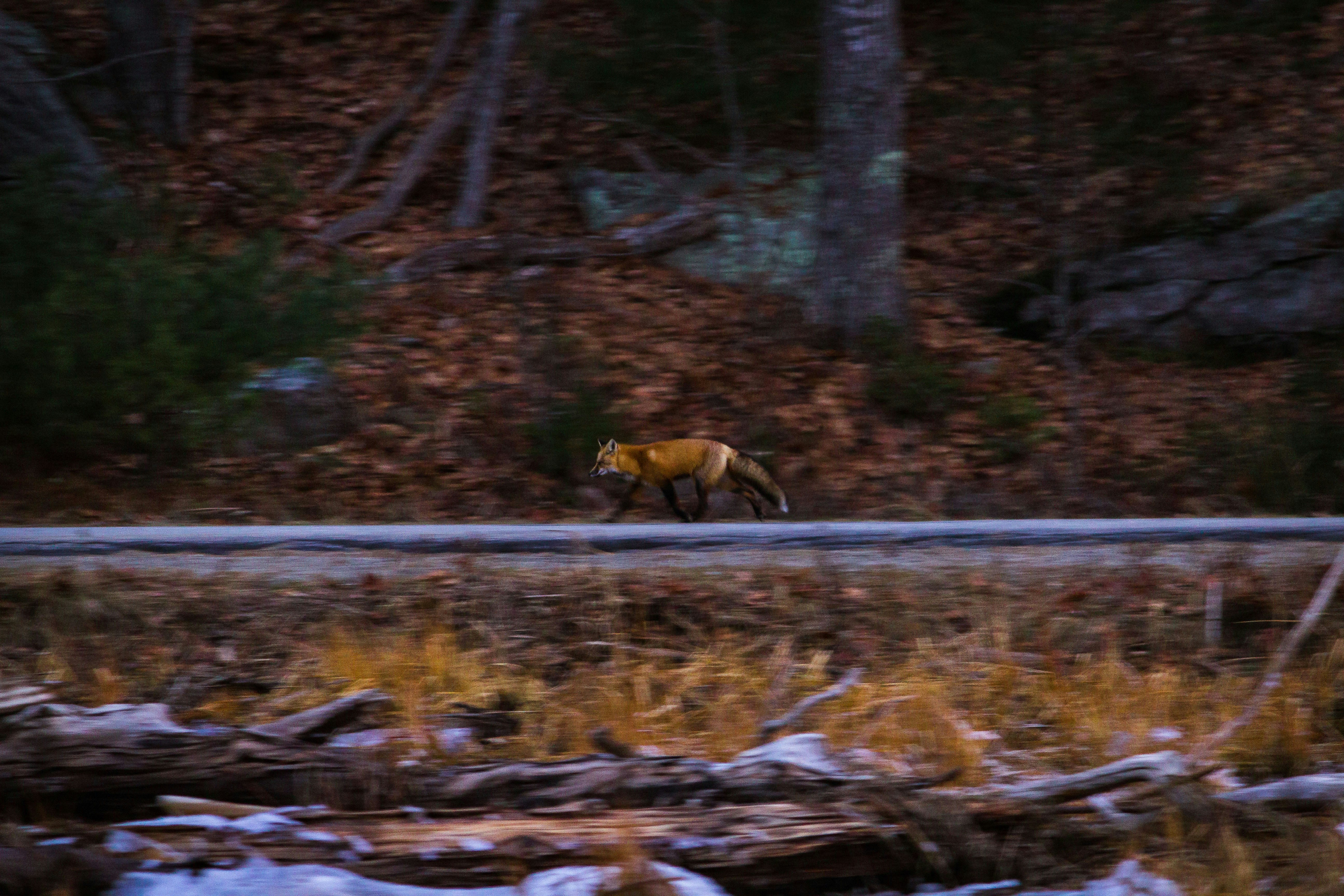 Midwinter Fox on a Quiet Forest Road
