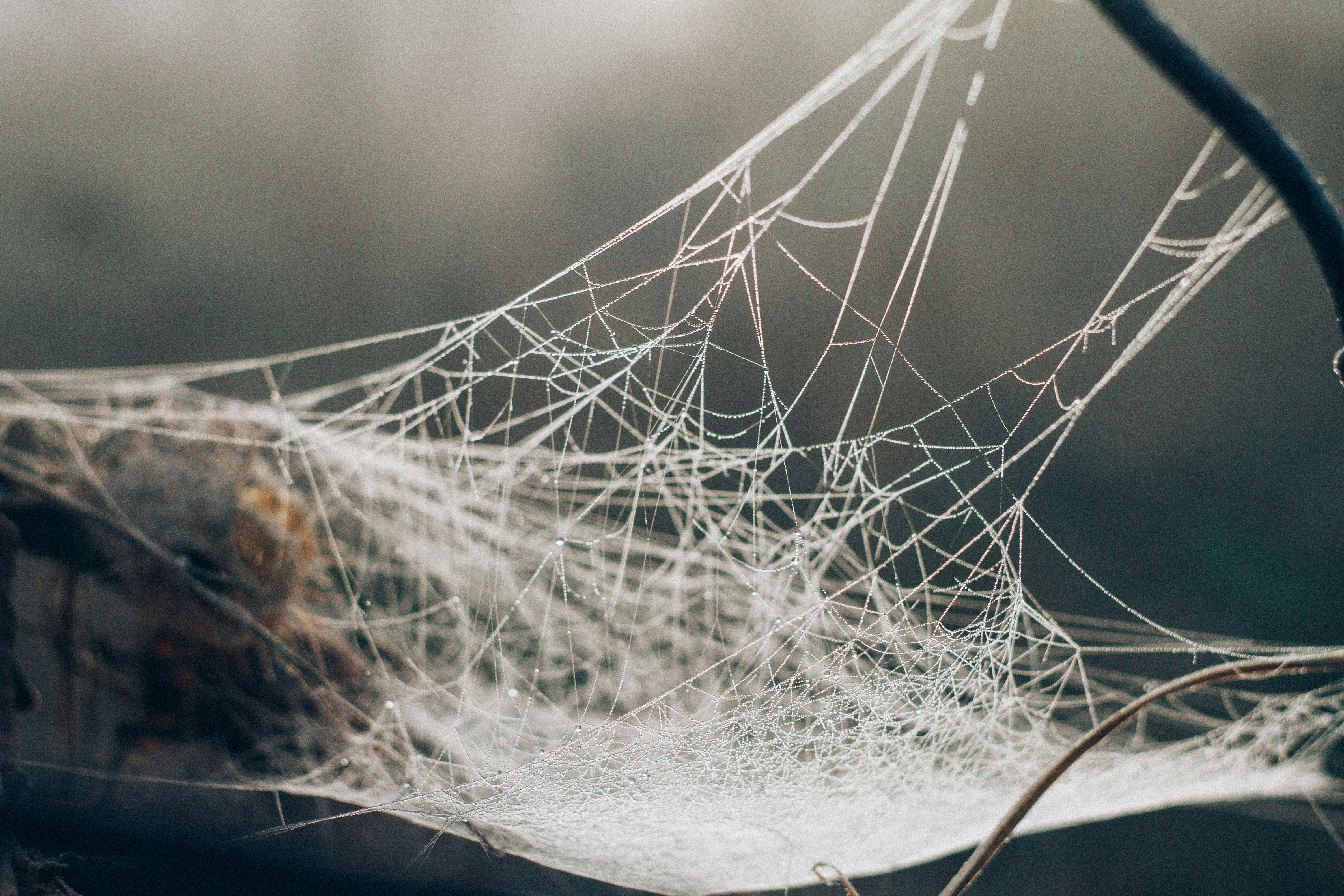 Dew-Glint: Morning Silk on a Spider Web