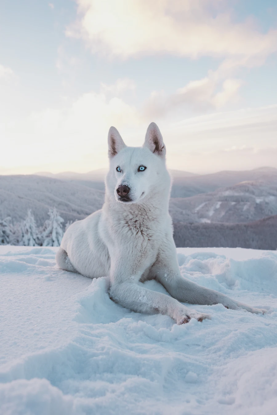 White husky with bright blue eyes лежing on snow, framed by frosty mountains and a pastel sunrise sky.