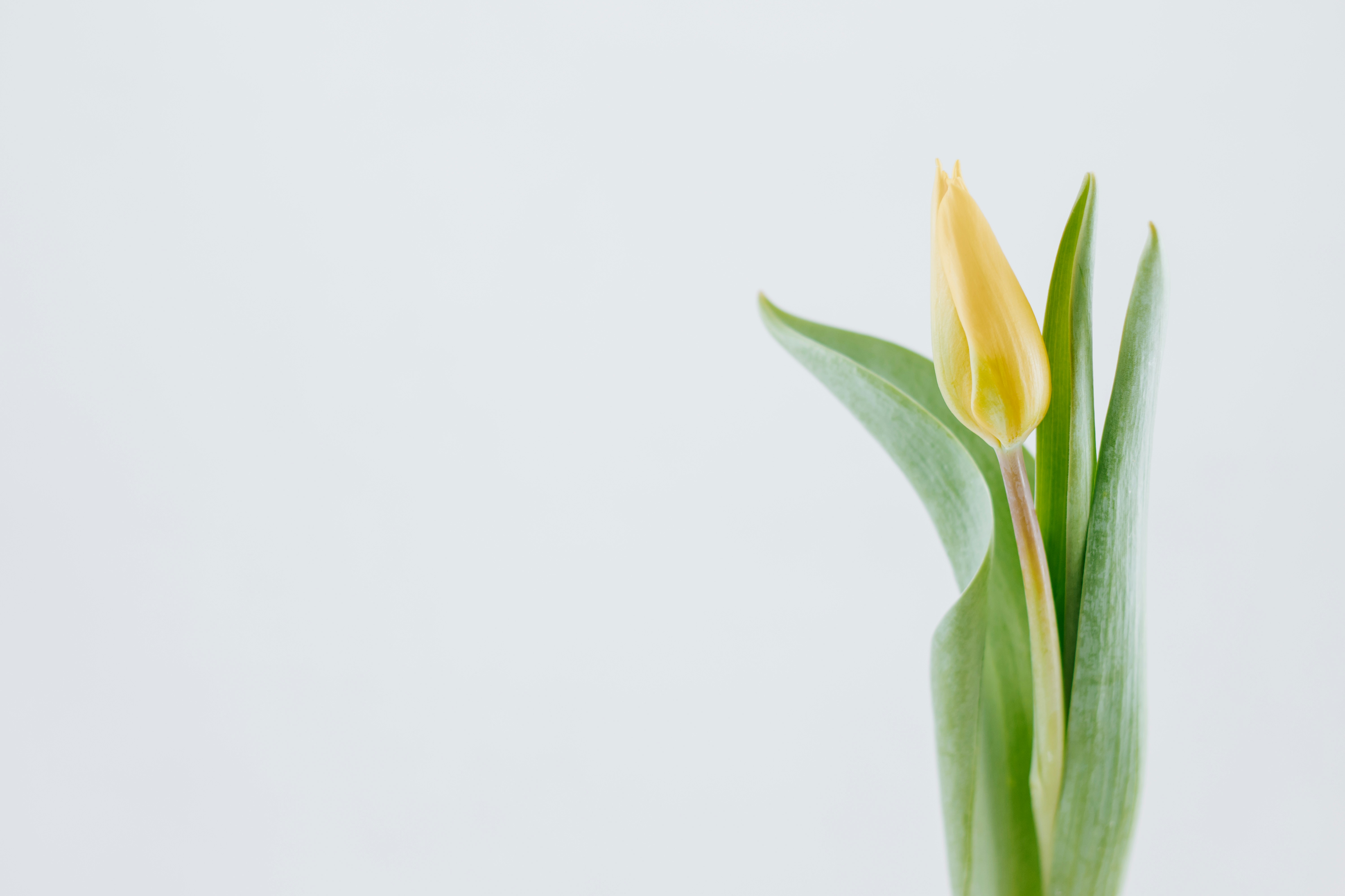 Frames | 44 best free frame, plant, flower and flora photos on Unsplash