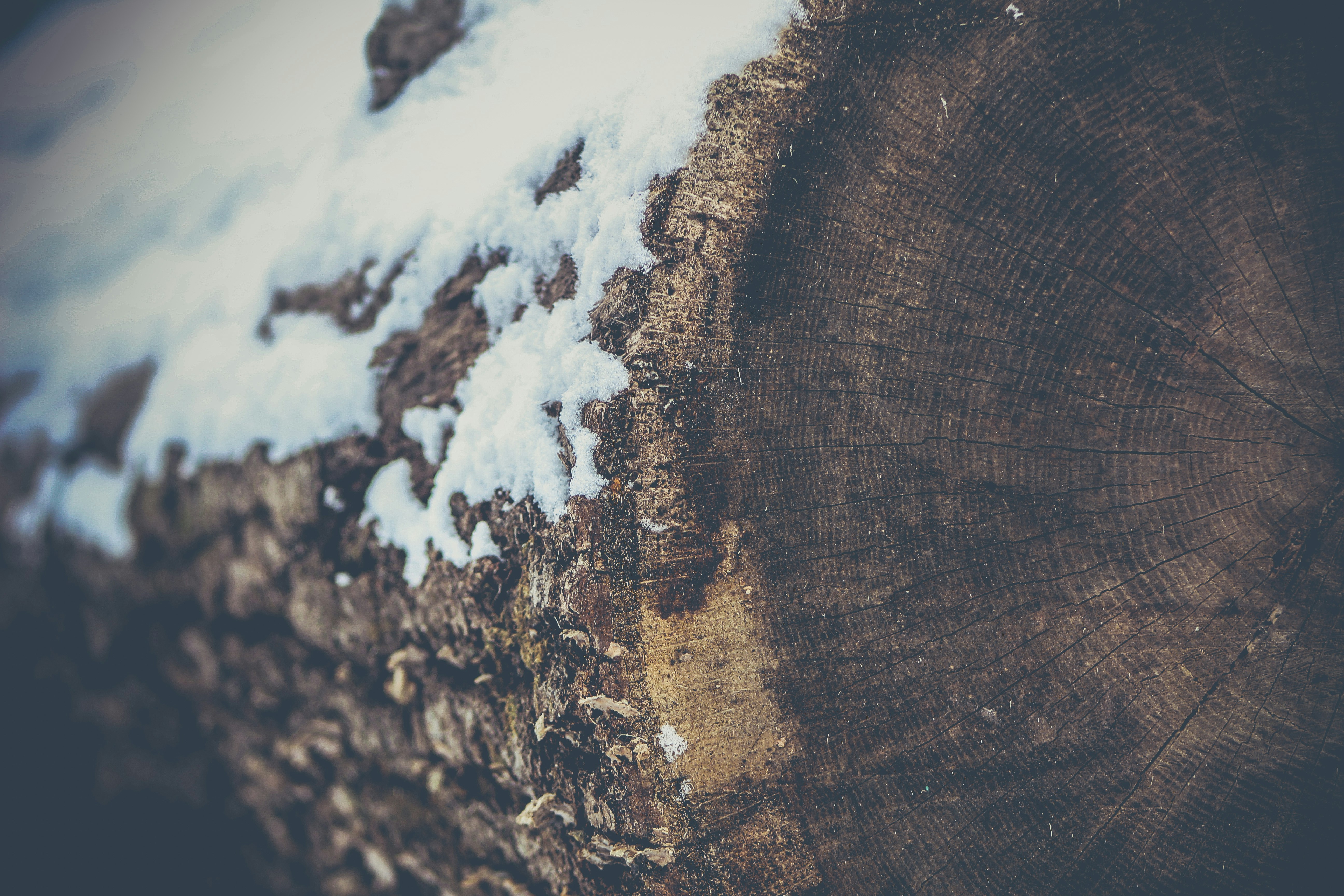 Snow-Lashed Tree Ring: A Close-Up on Winter’s Age