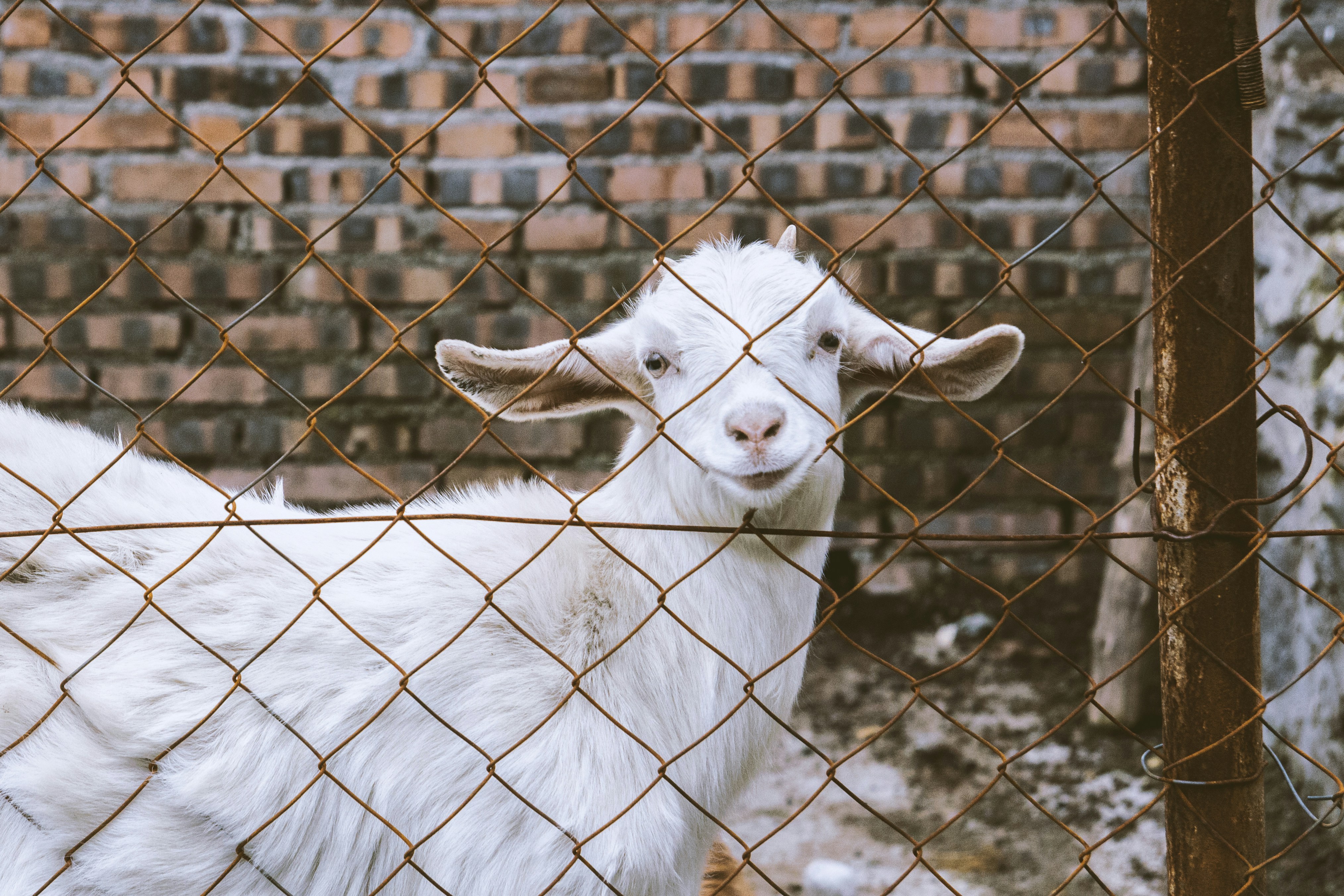 A white goat peering through a chain-link fence, showcasing its inquisitive expression against a rustic brick backdrop.