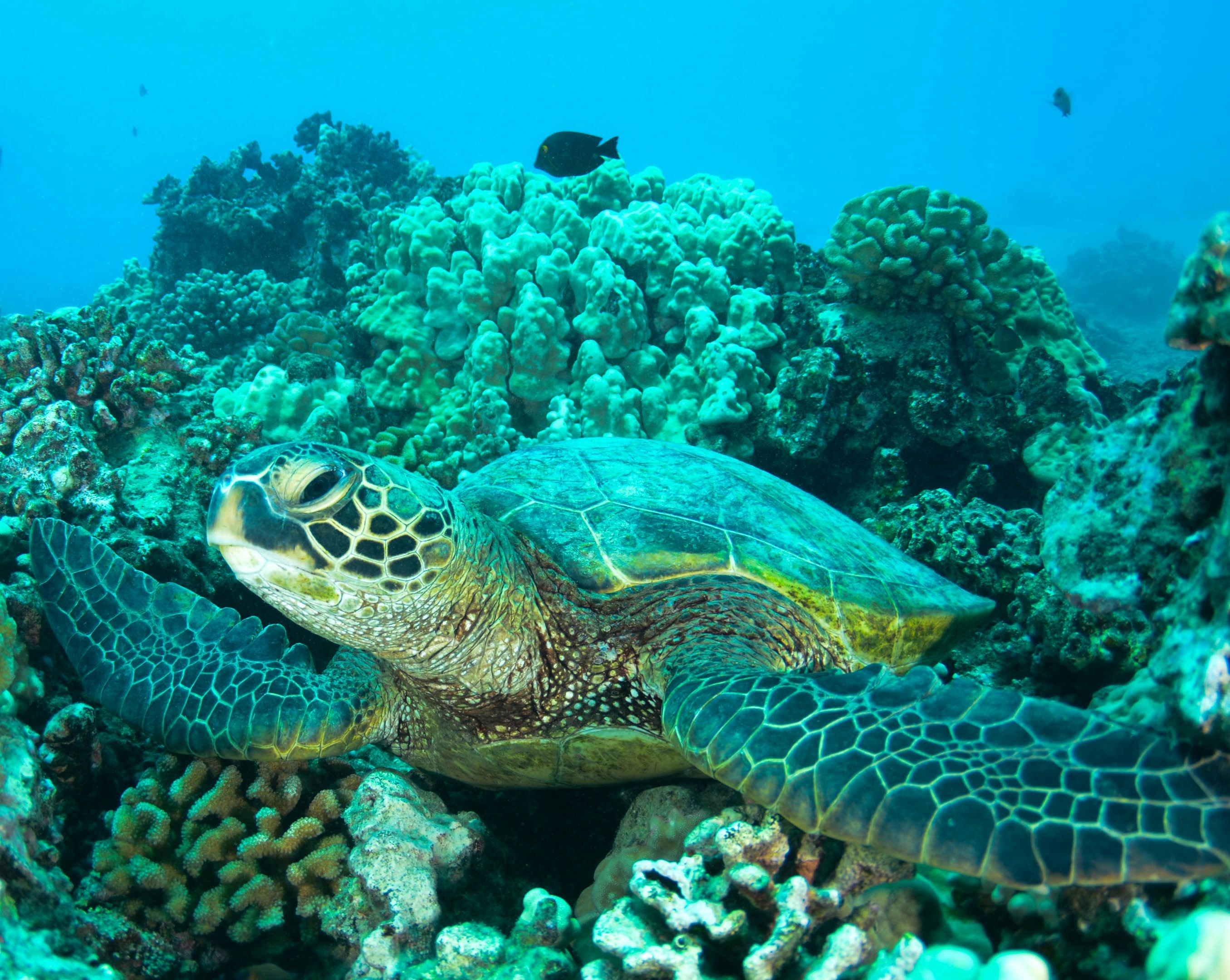Sea Animals | 10 best free sea, animal, turtle and tortoise photos on ...