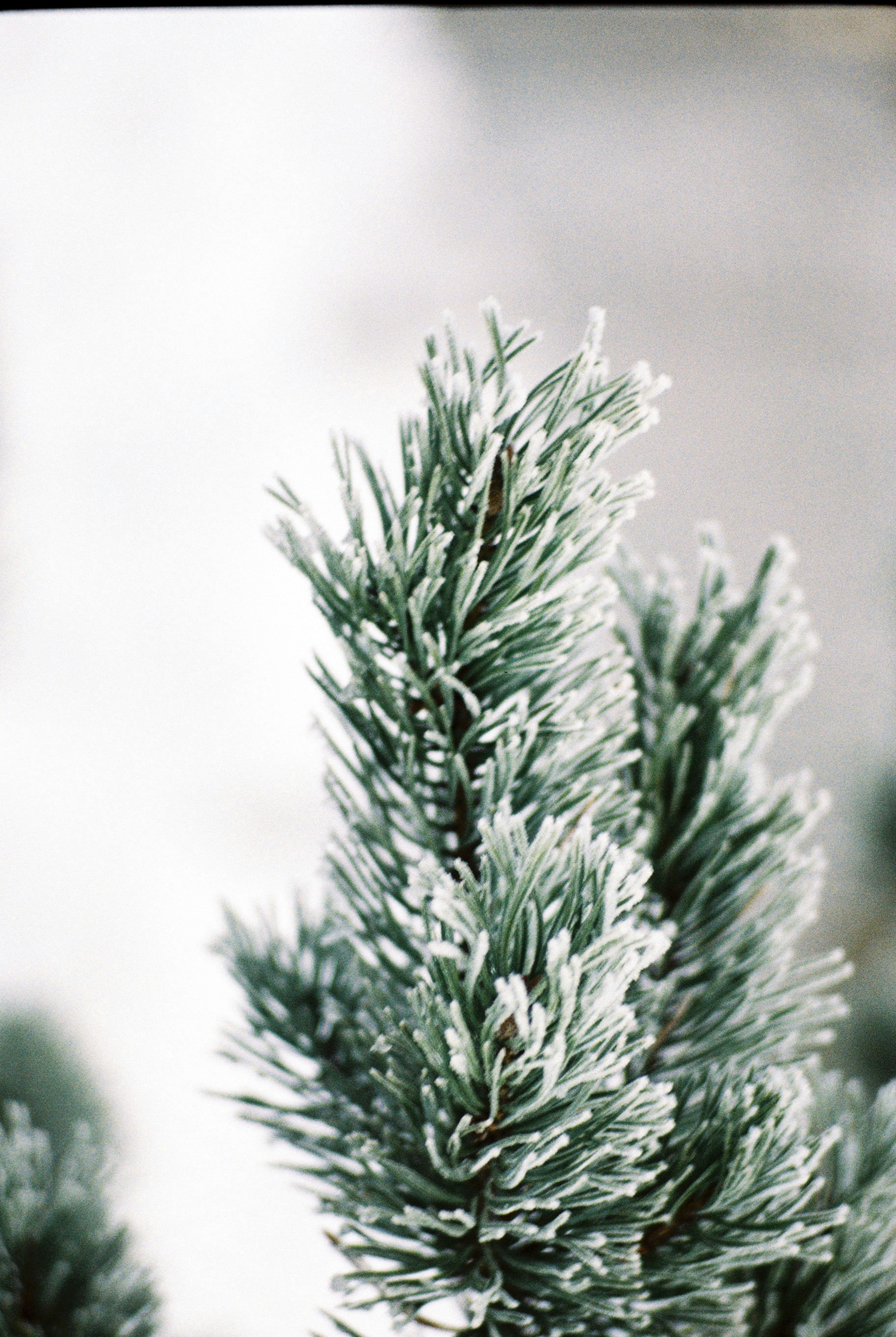 selective focus photo of green pine leaf