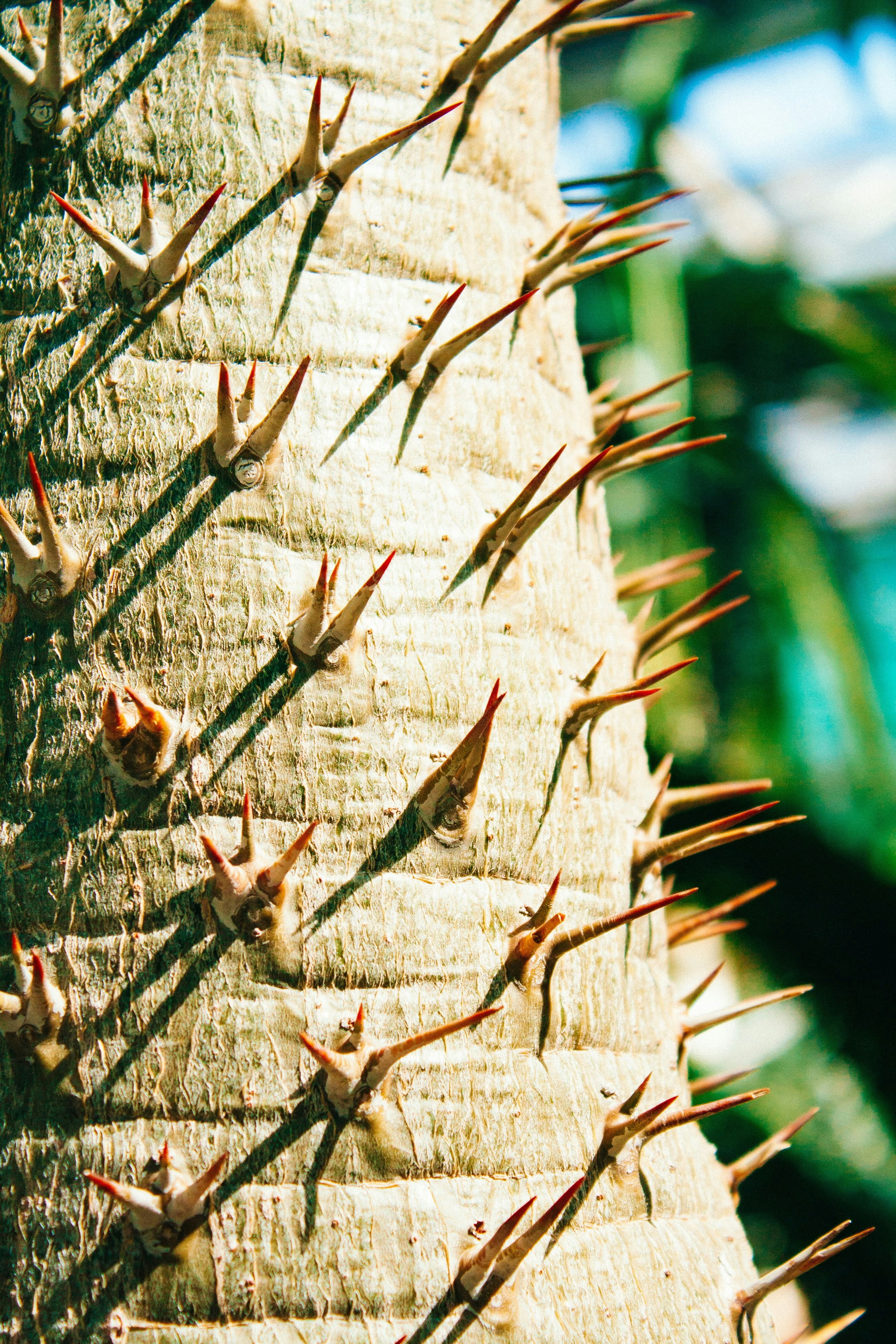 Spines of Light: Shadowed Thorns on Sunlit Bark