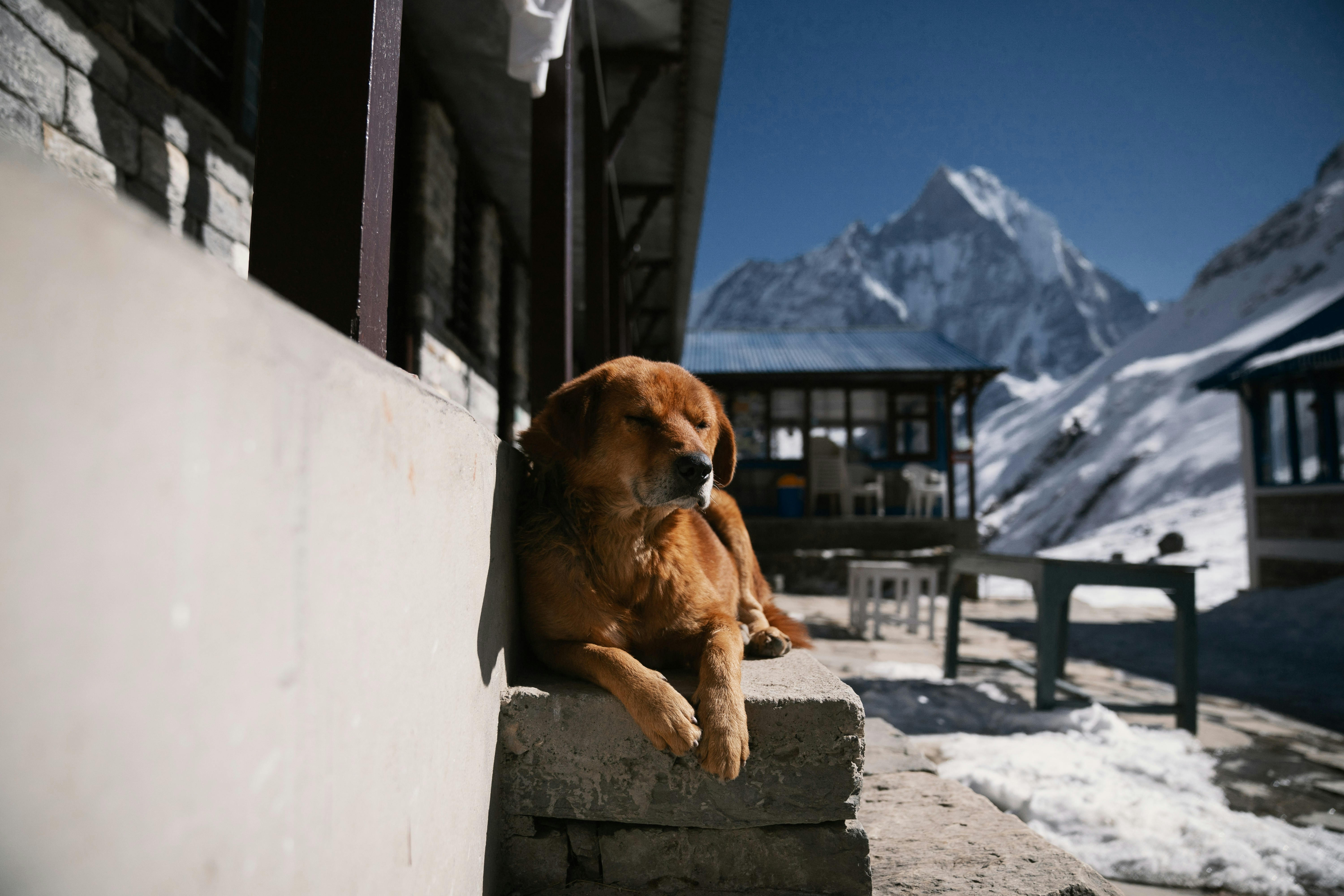 Alpine Rest on the Ledge: A brown hound guards the sunlit lodge