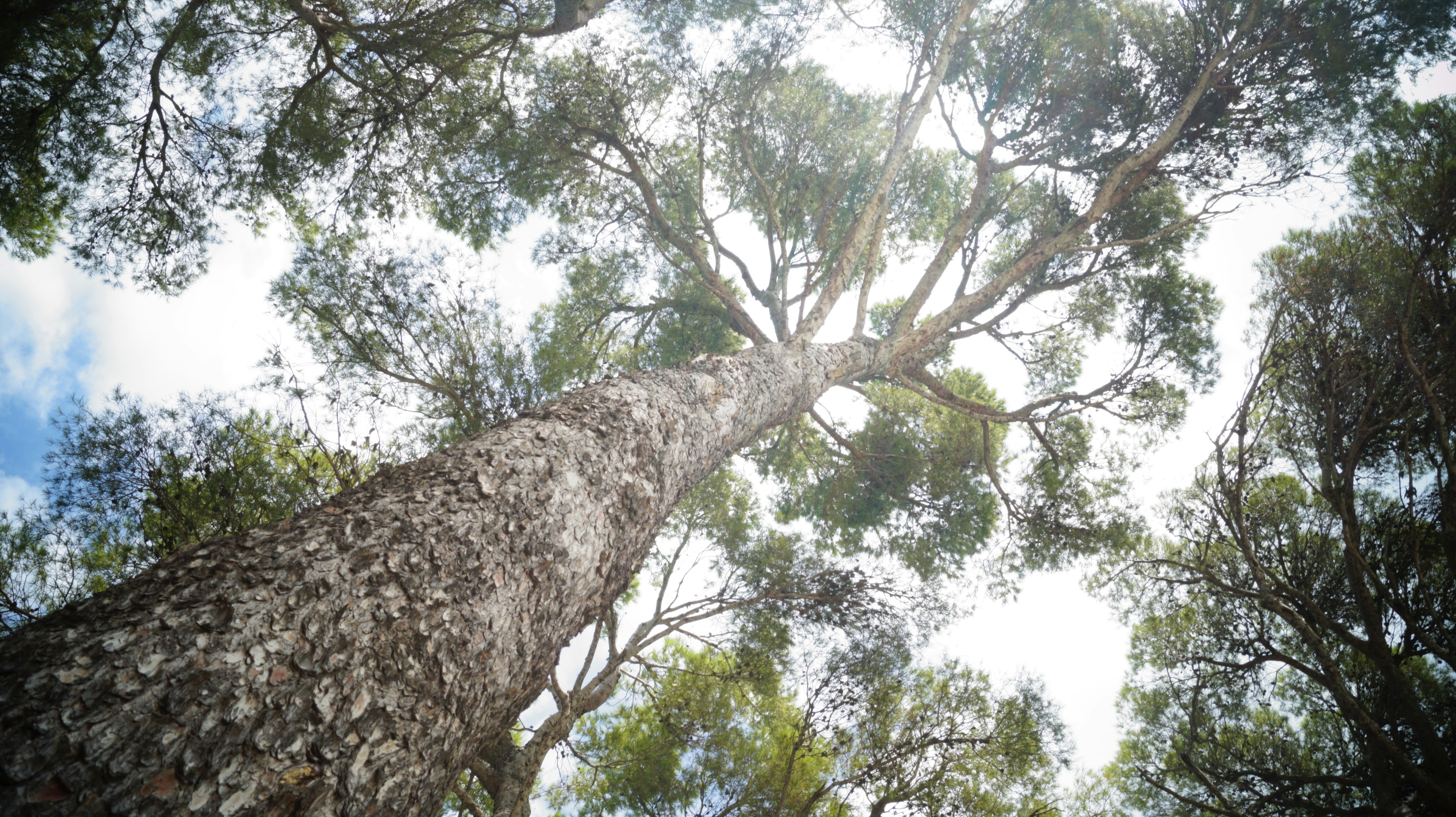 Tall tree viewed from below, showcasing its textured bark and sprawling branches against a backdrop of bright sky and scattered clouds.