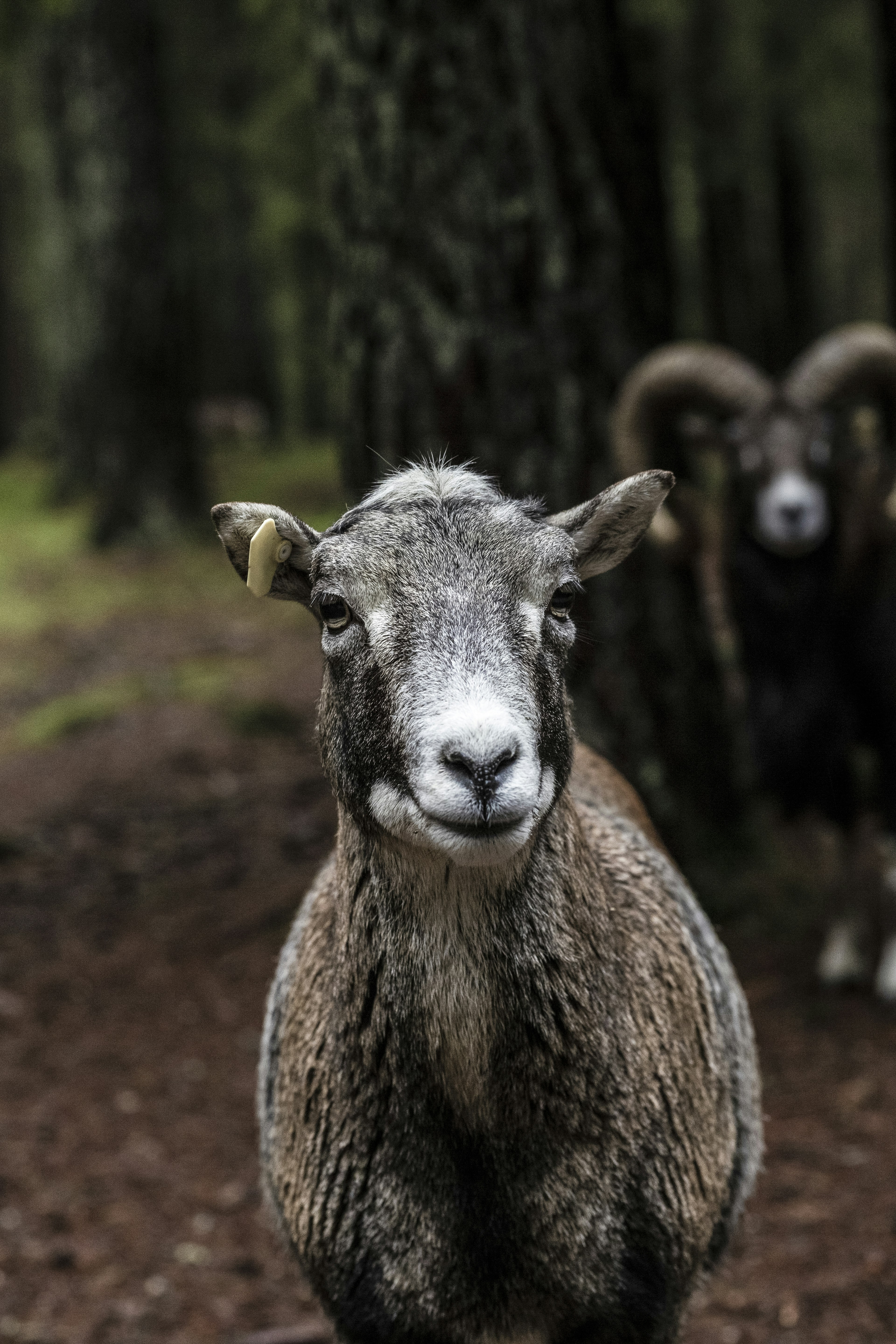 Direct Gaze in Dappled Pines: A Forest Ram Portrait