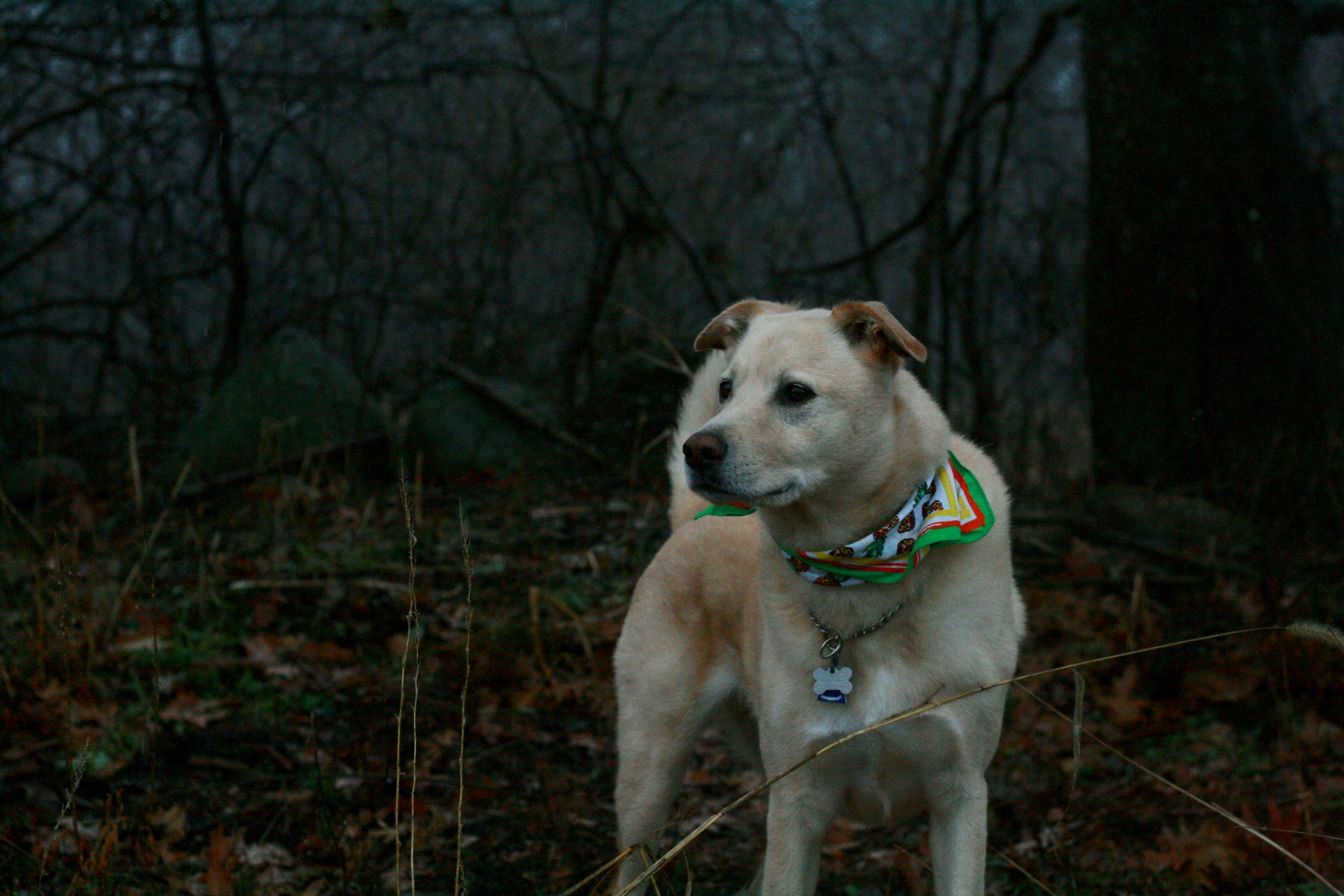 Cool Dog Pictures | Download Free Images on Unsplash