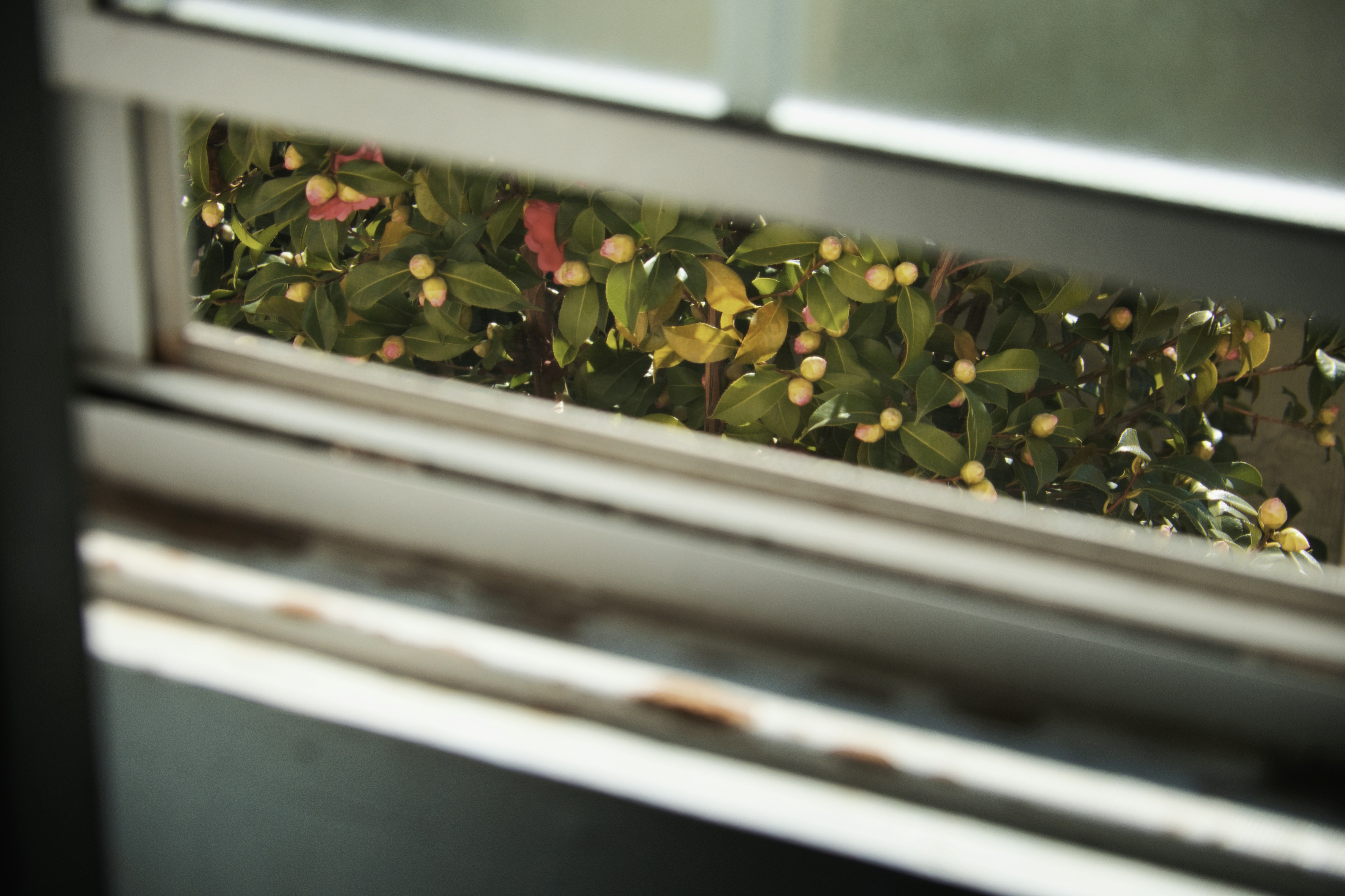 Window View: Pink Buds Peeking Through Green Foliage