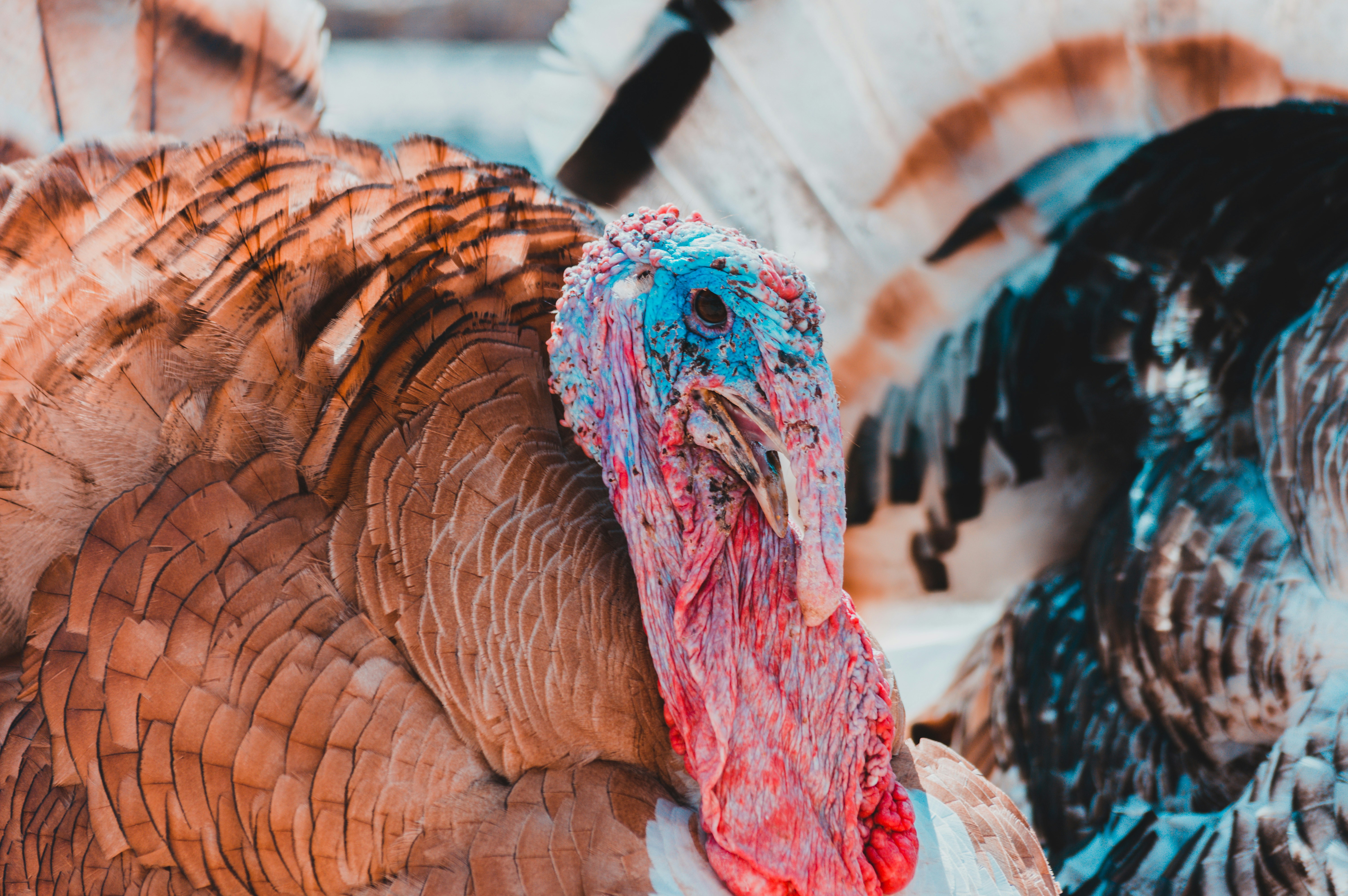 World's Most Expensive Turkeys for Thanksgiving