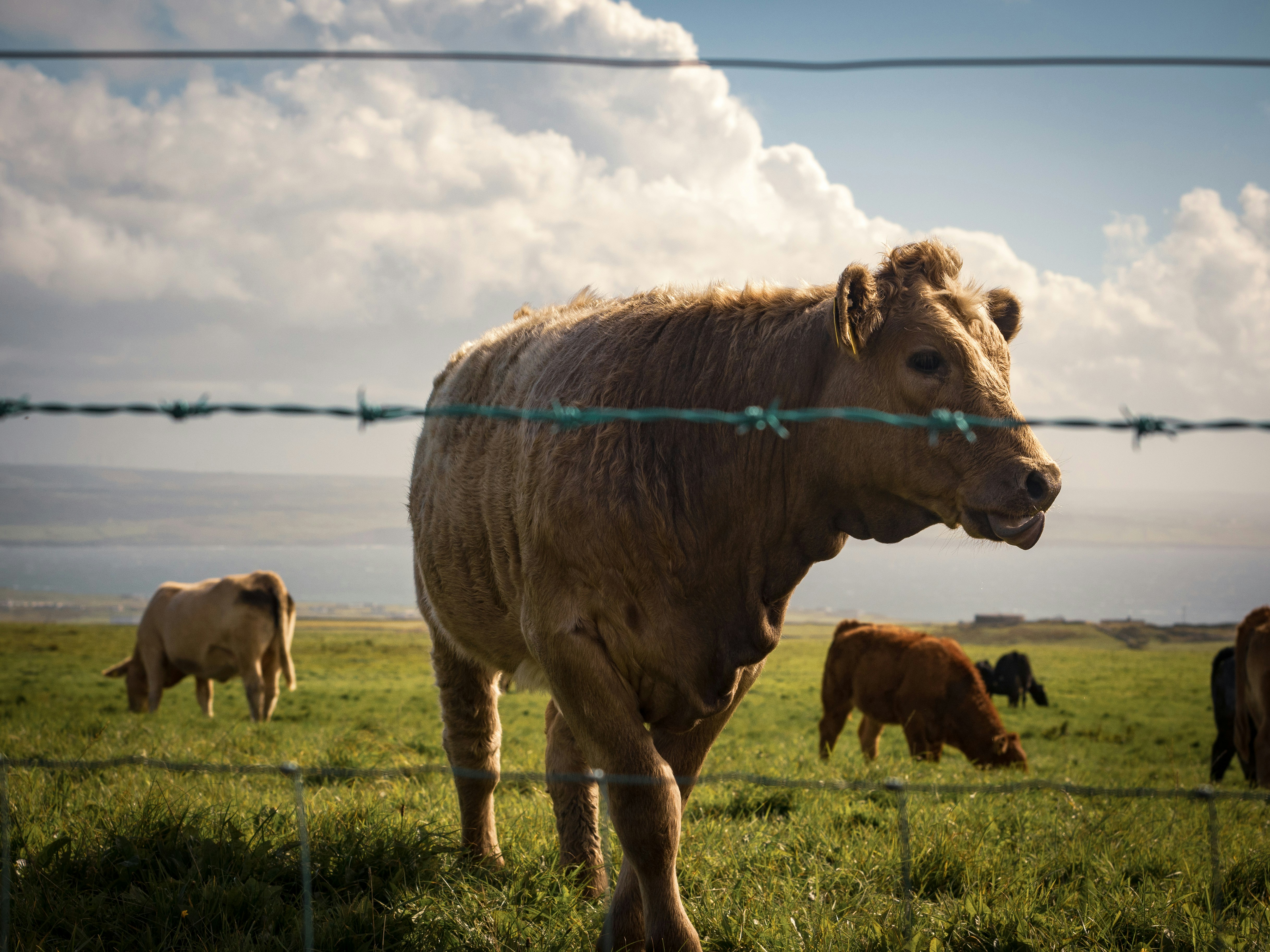 Front-Row Cow in a Sunlit Meadow Framed by Barbed Wire