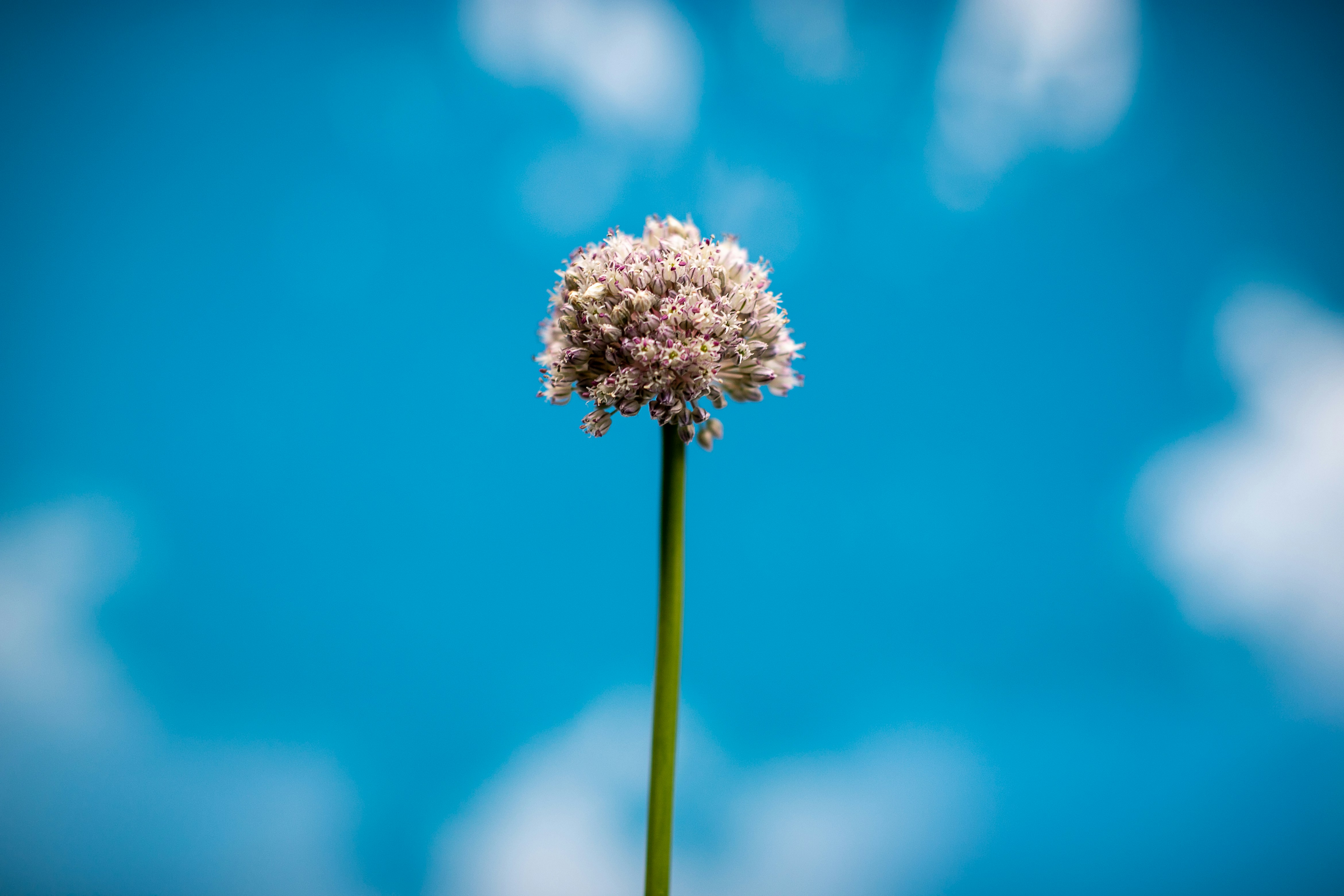Single Allium Spike Reaching Toward a Vivid Sky