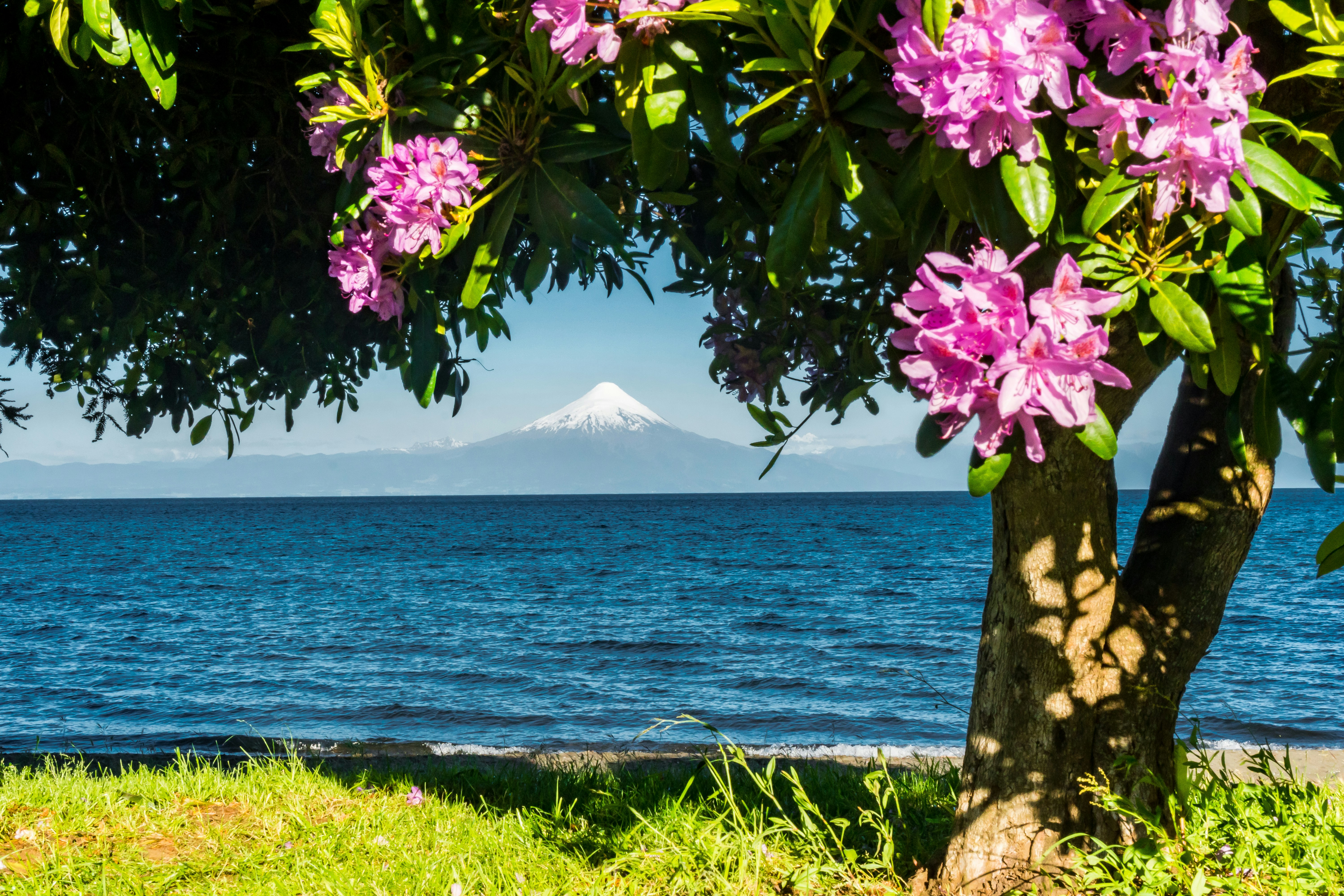 Blossoms Frame Mount Fuji Across Sapphire Waters