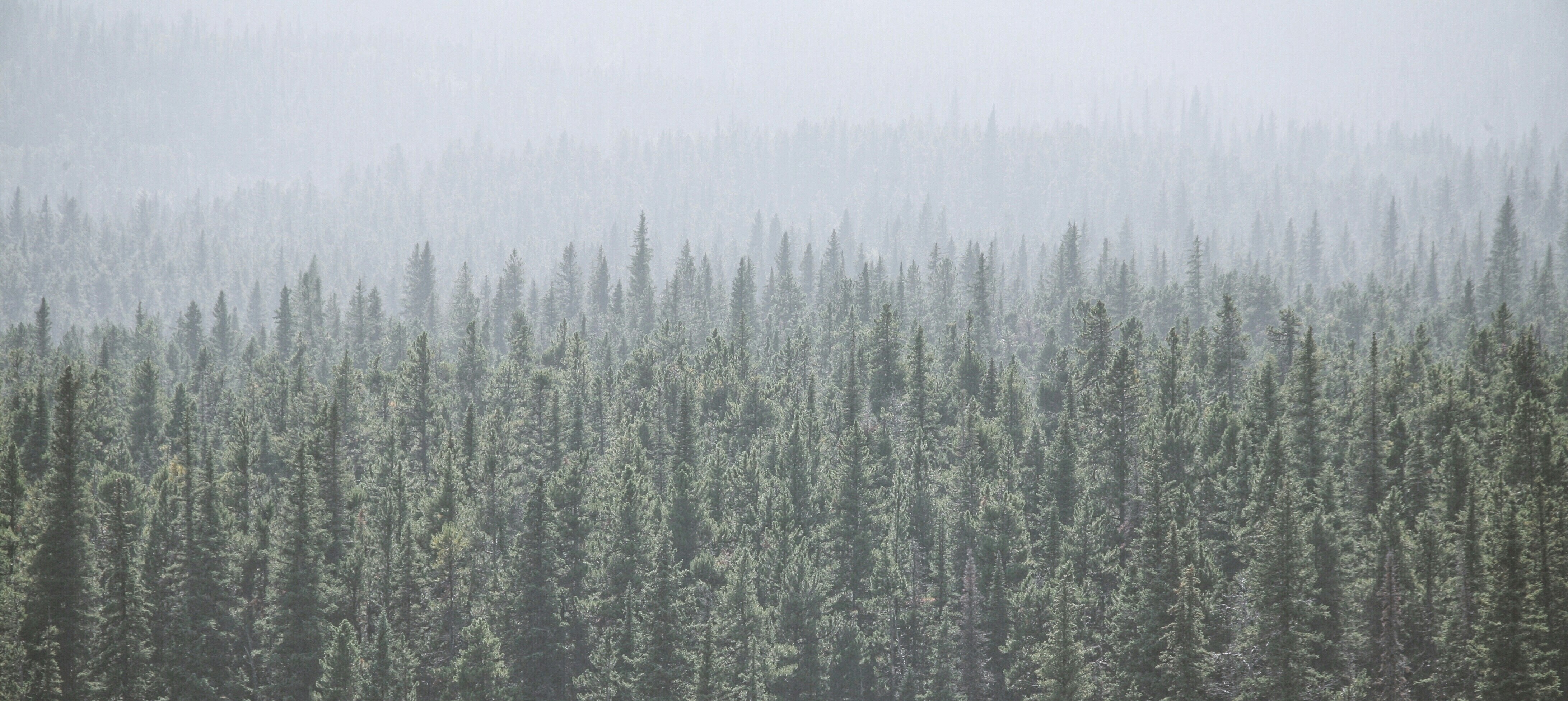 Mist-Lined Pines: A Quiet Forest on the Edge of Fog