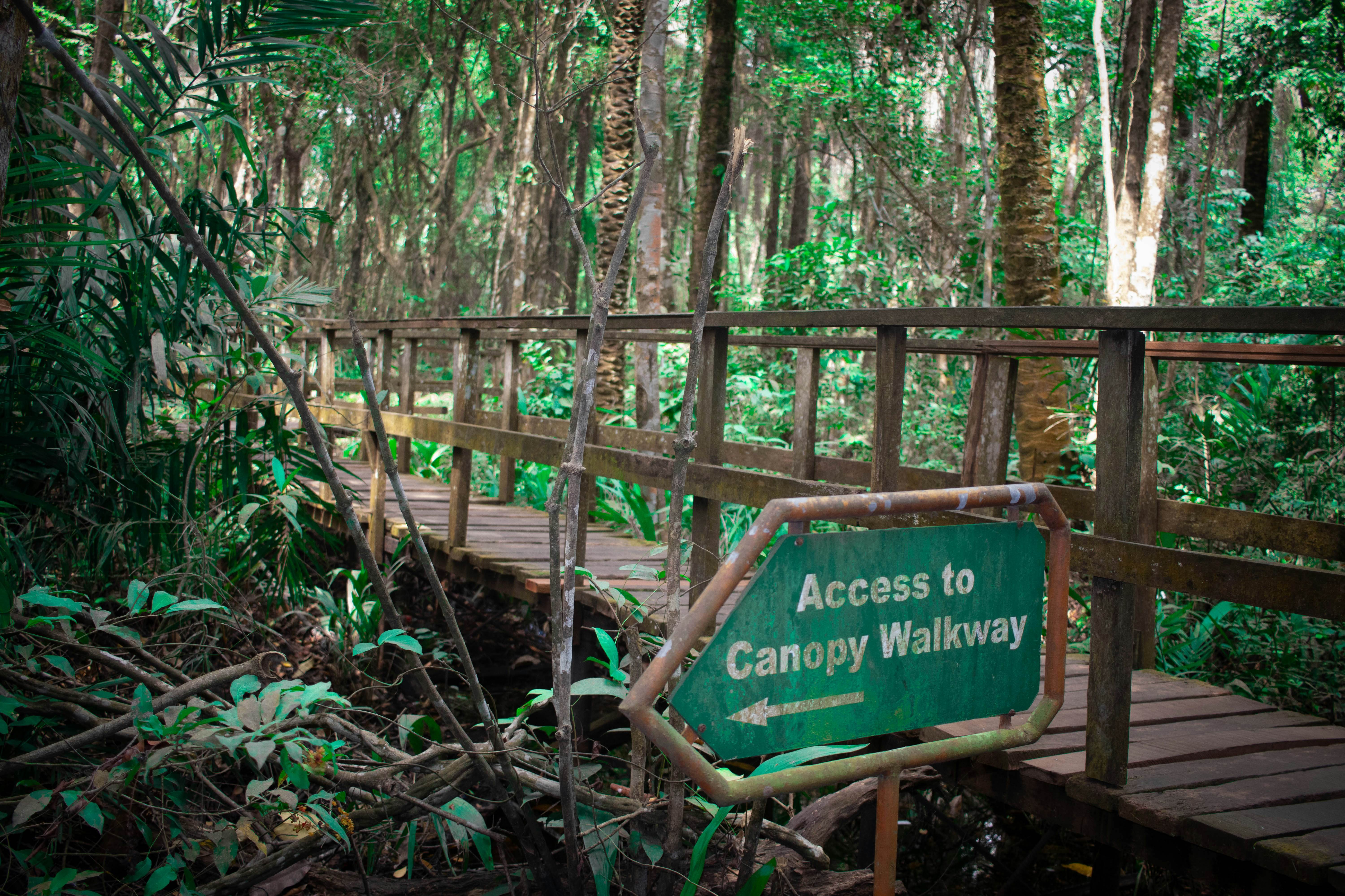Access to canopy walkway signboard pointing to left photo – Free Plant ...
