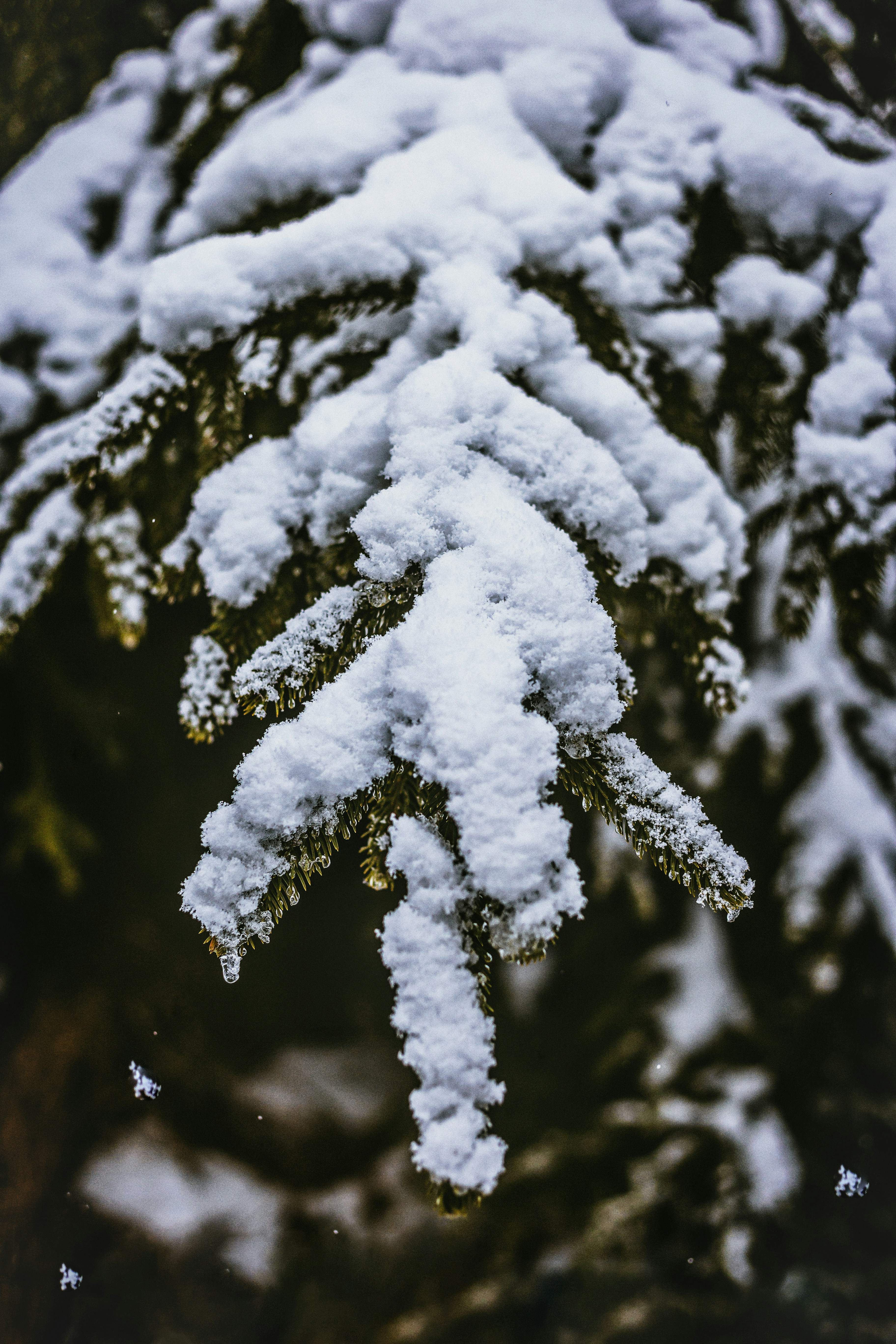 Tree coated with snow photo – Free Grey Image on Unsplash