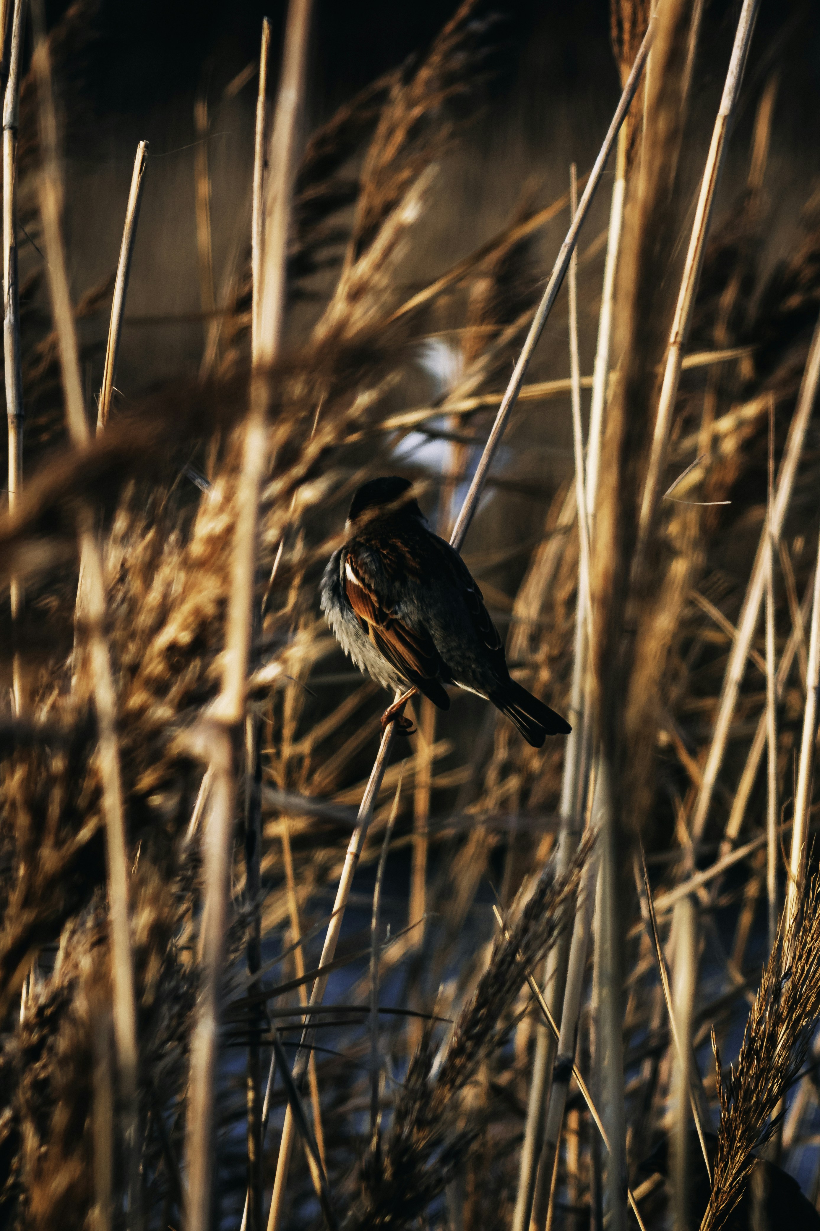 Selective focus photography of bird on wheat field photo – Free Brown ...