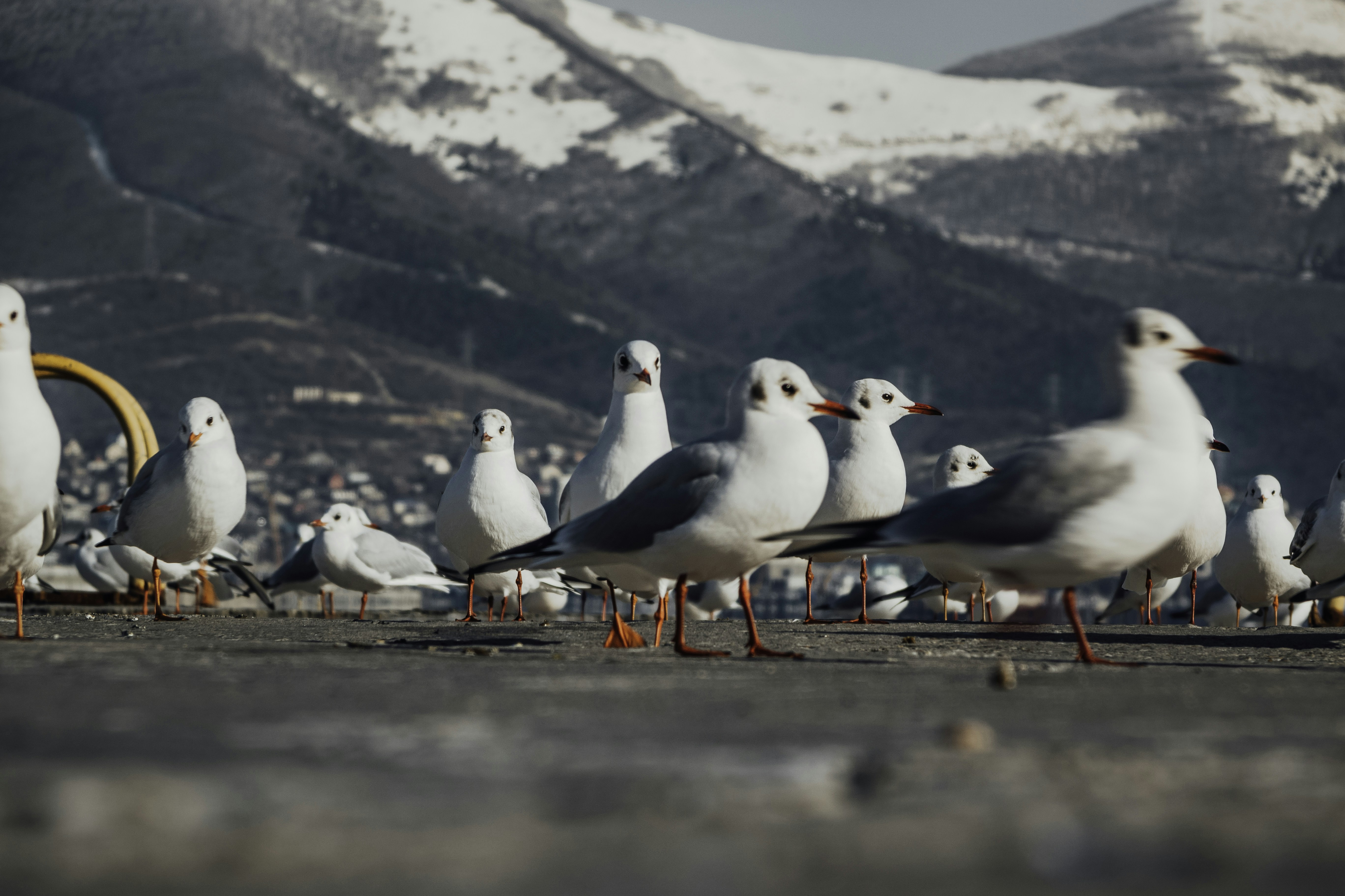 A group of seagulls congregating on a sunlit pier, with snow-capped mountains in the background.