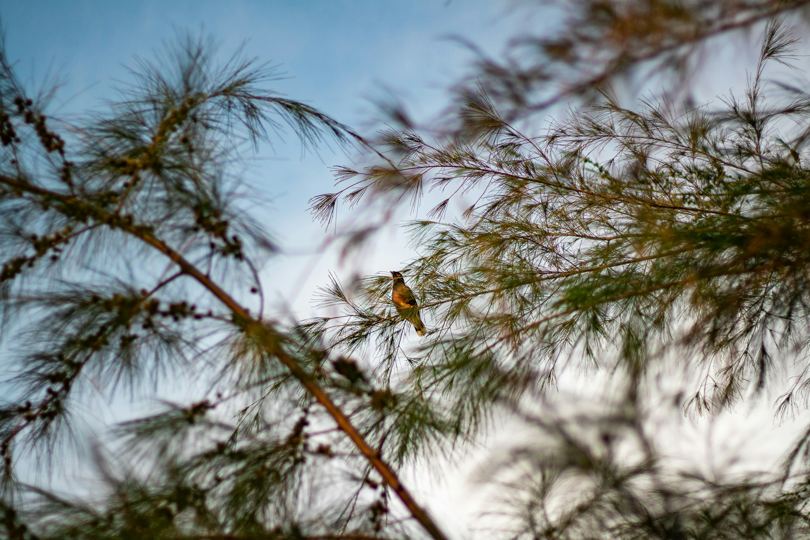 A small bird perched delicately among the swaying branches, surrounded by soft foliage against a serene sky.