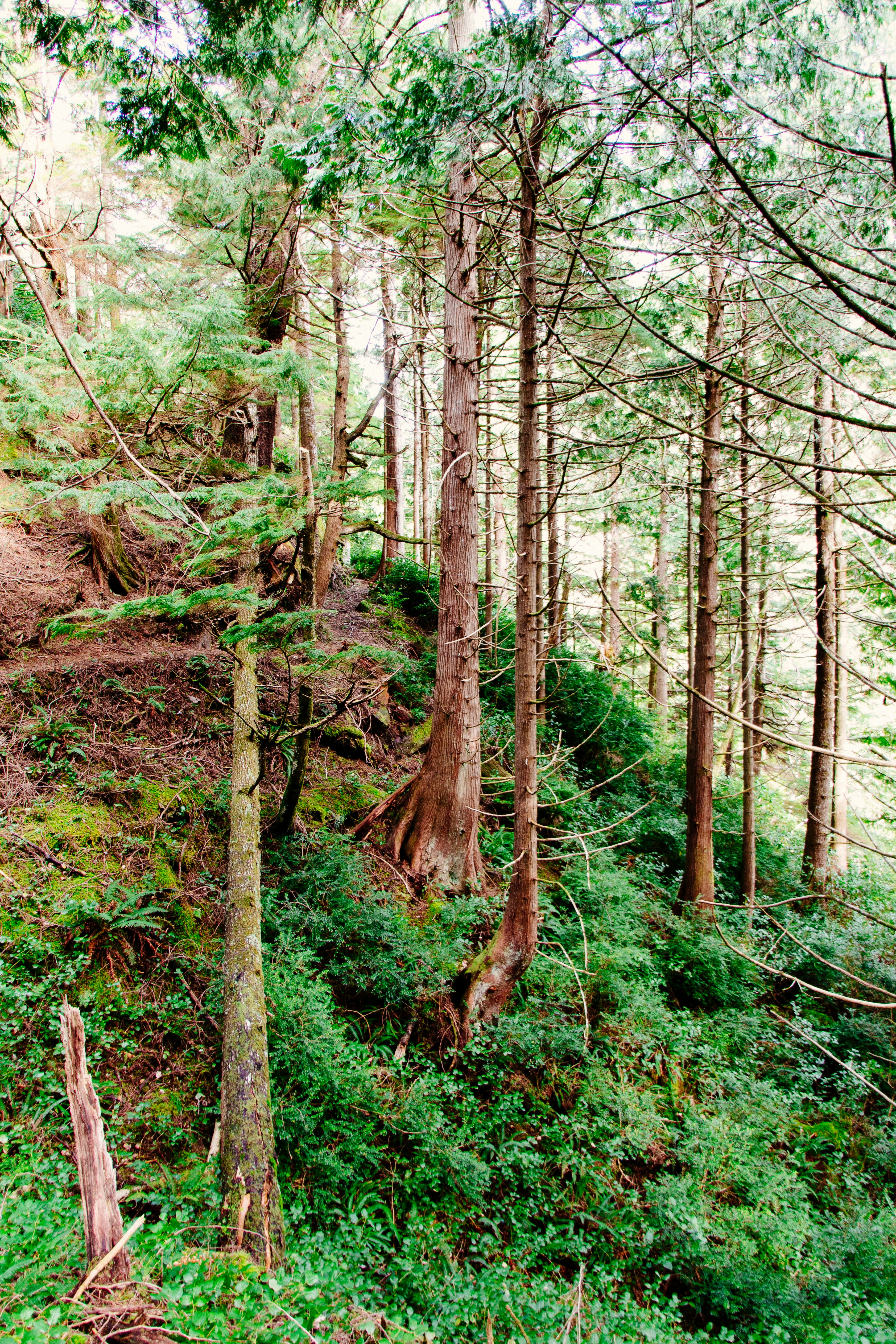 Oregon Forest Pictures | Download Free Images on Unsplash