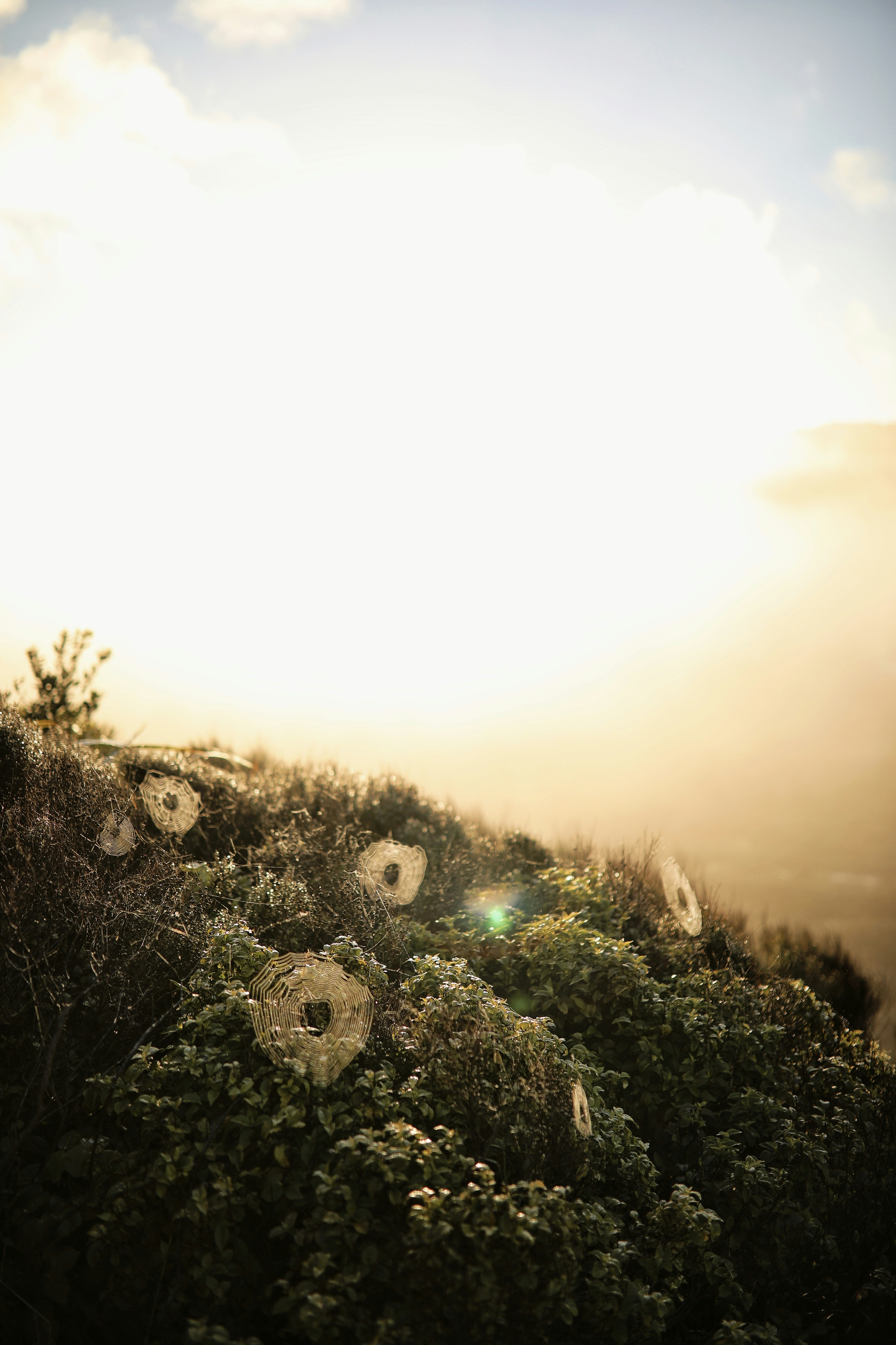 Sunburst on the Hill: Daisy-like Seed Heads Backlit by Golden Evening