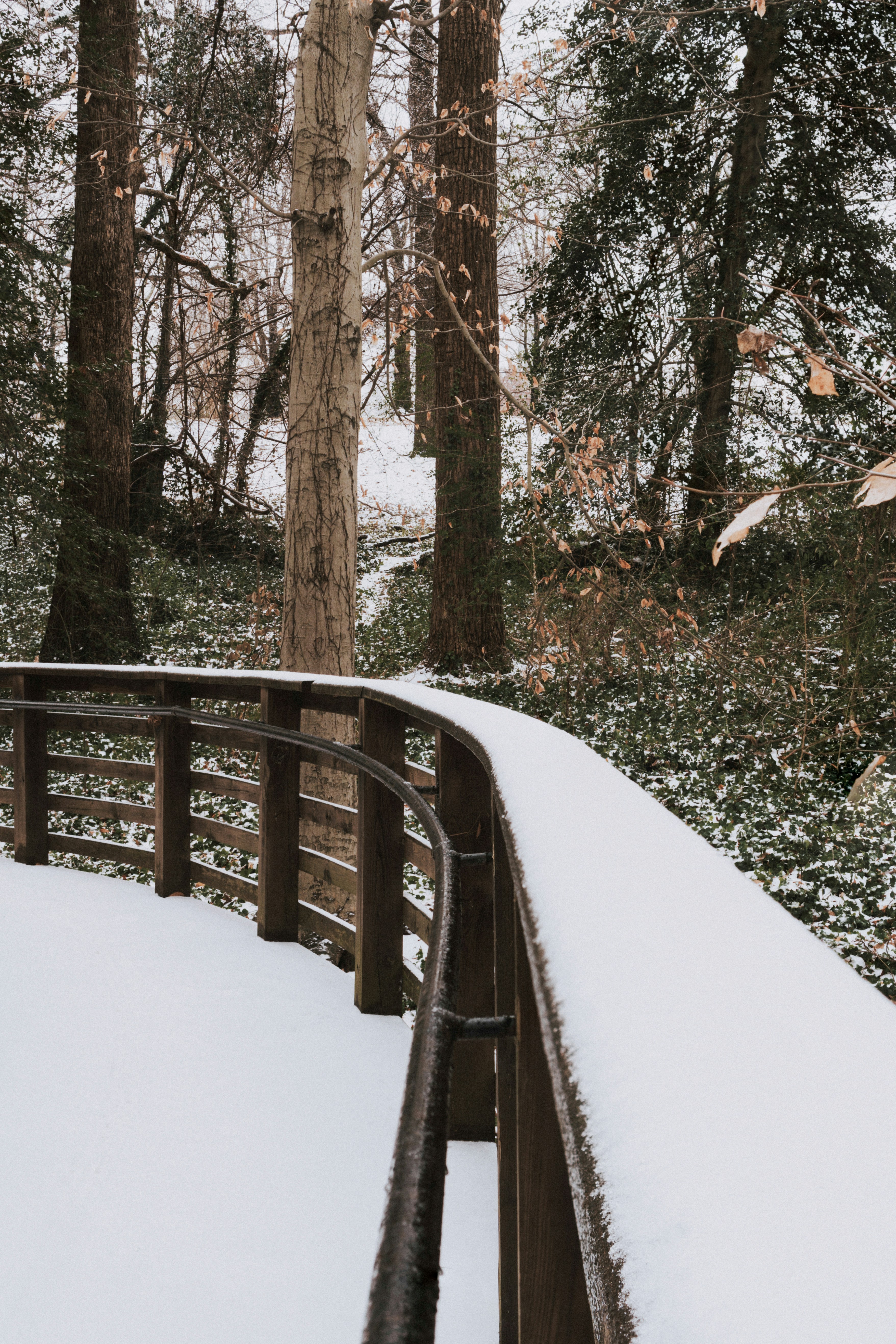 Snowbound Curve: A Wooden Railing Leads Through a Quiet Winter Forest