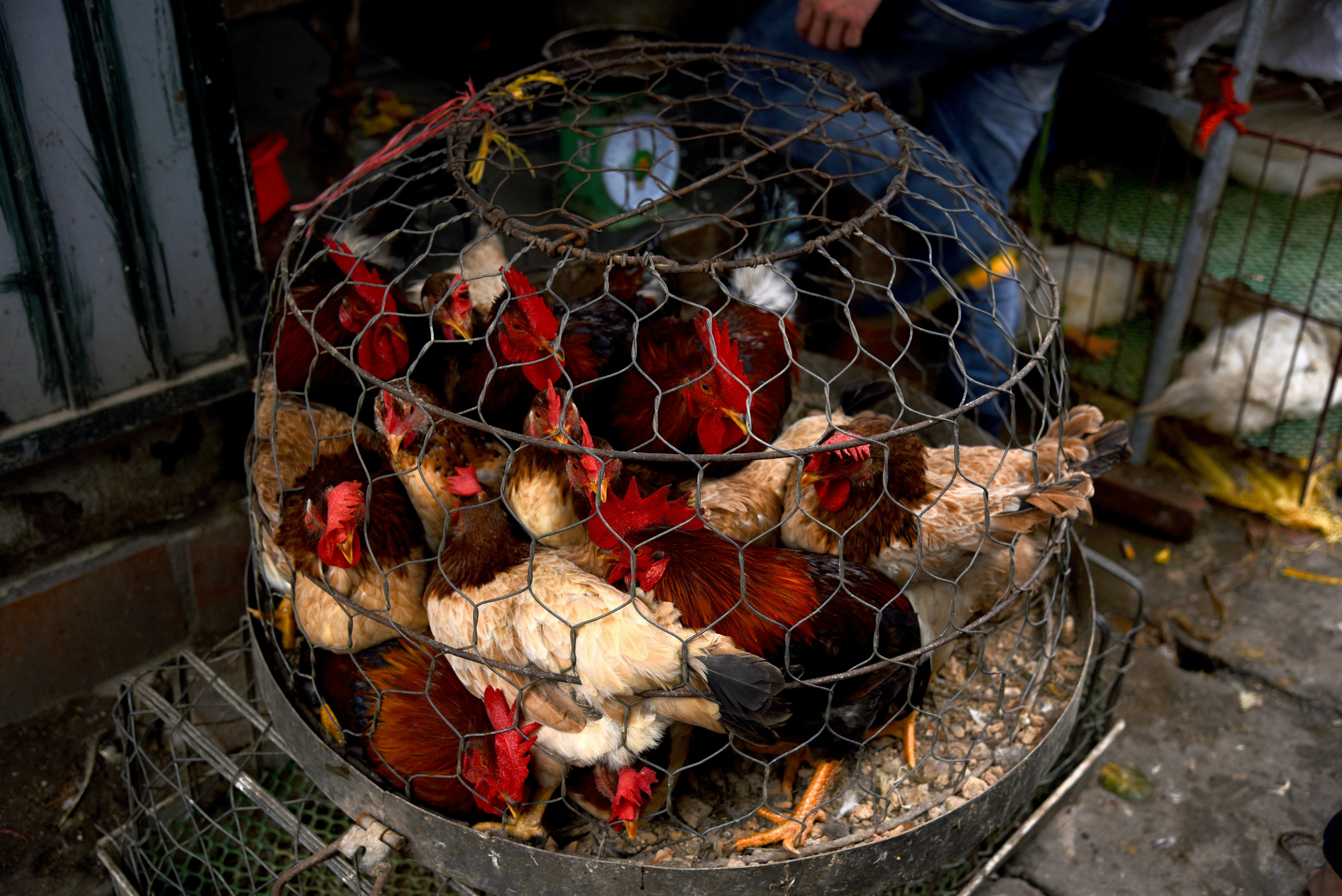 Chickens crowded inside a wire cage in a market setting.