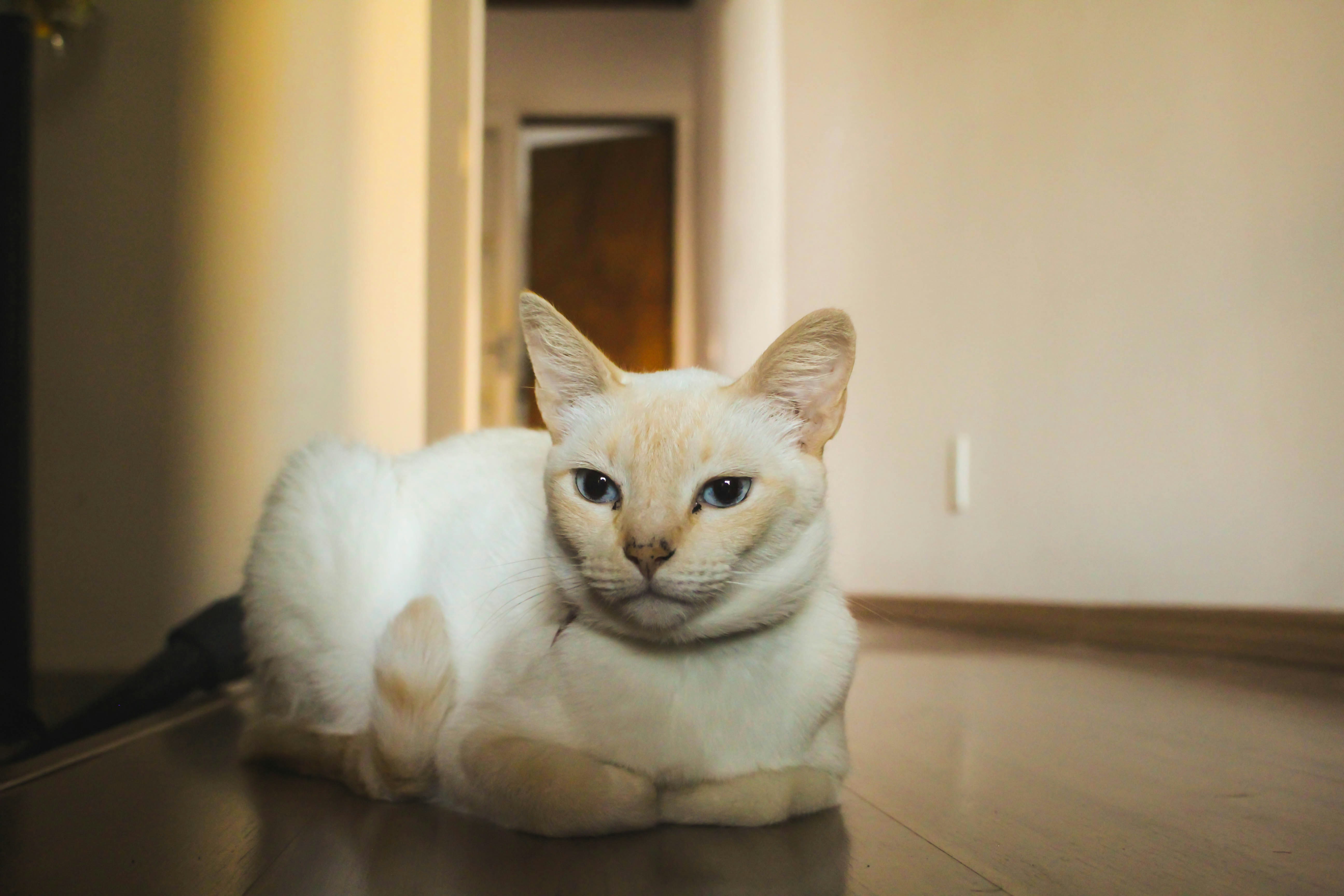 A serene white cat lounging on a wooden floor, exuding calmness in a softly lit hallway.
