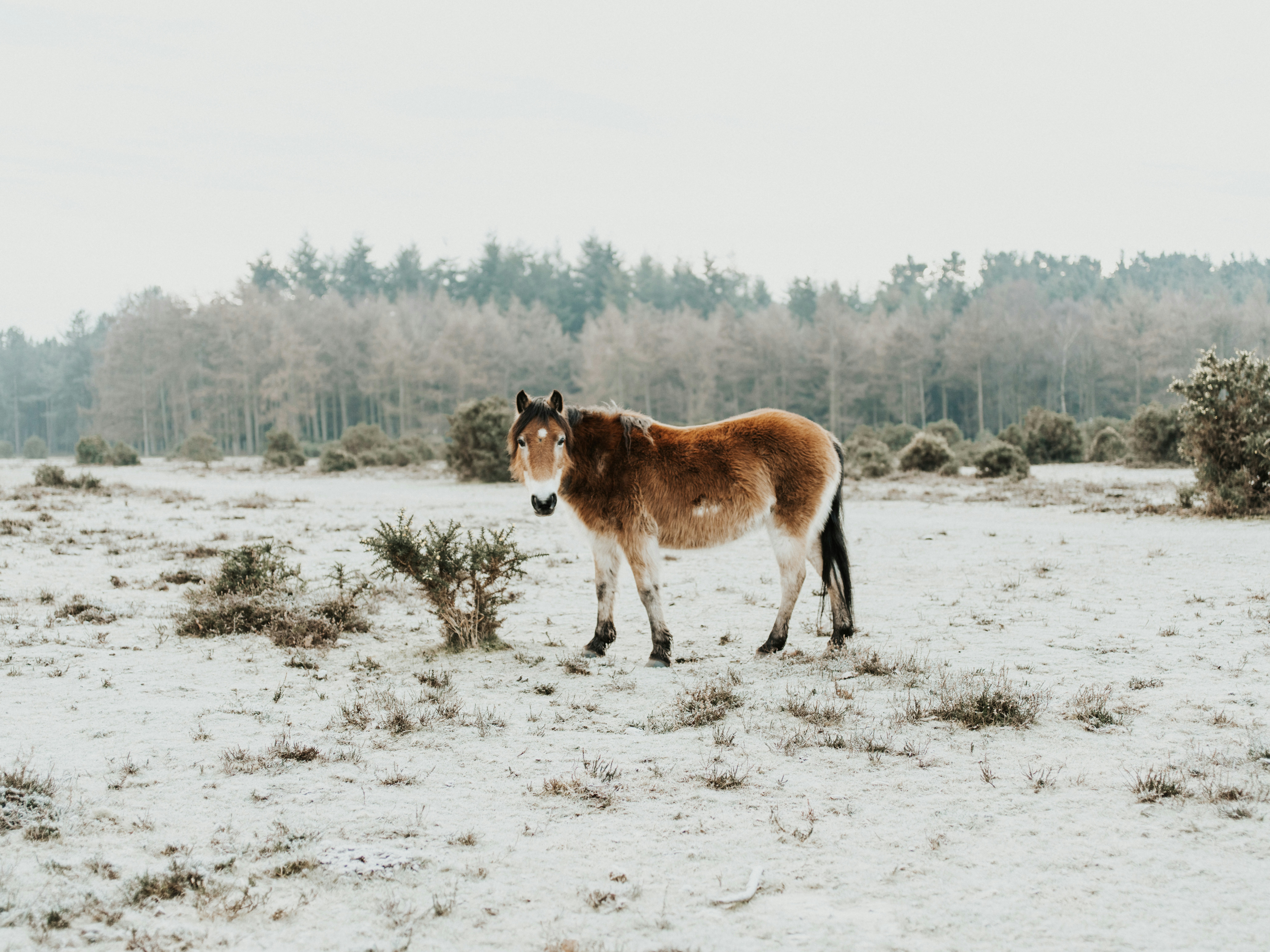 Brown burro grazing on field photo – Free Animal Image on Unsplash