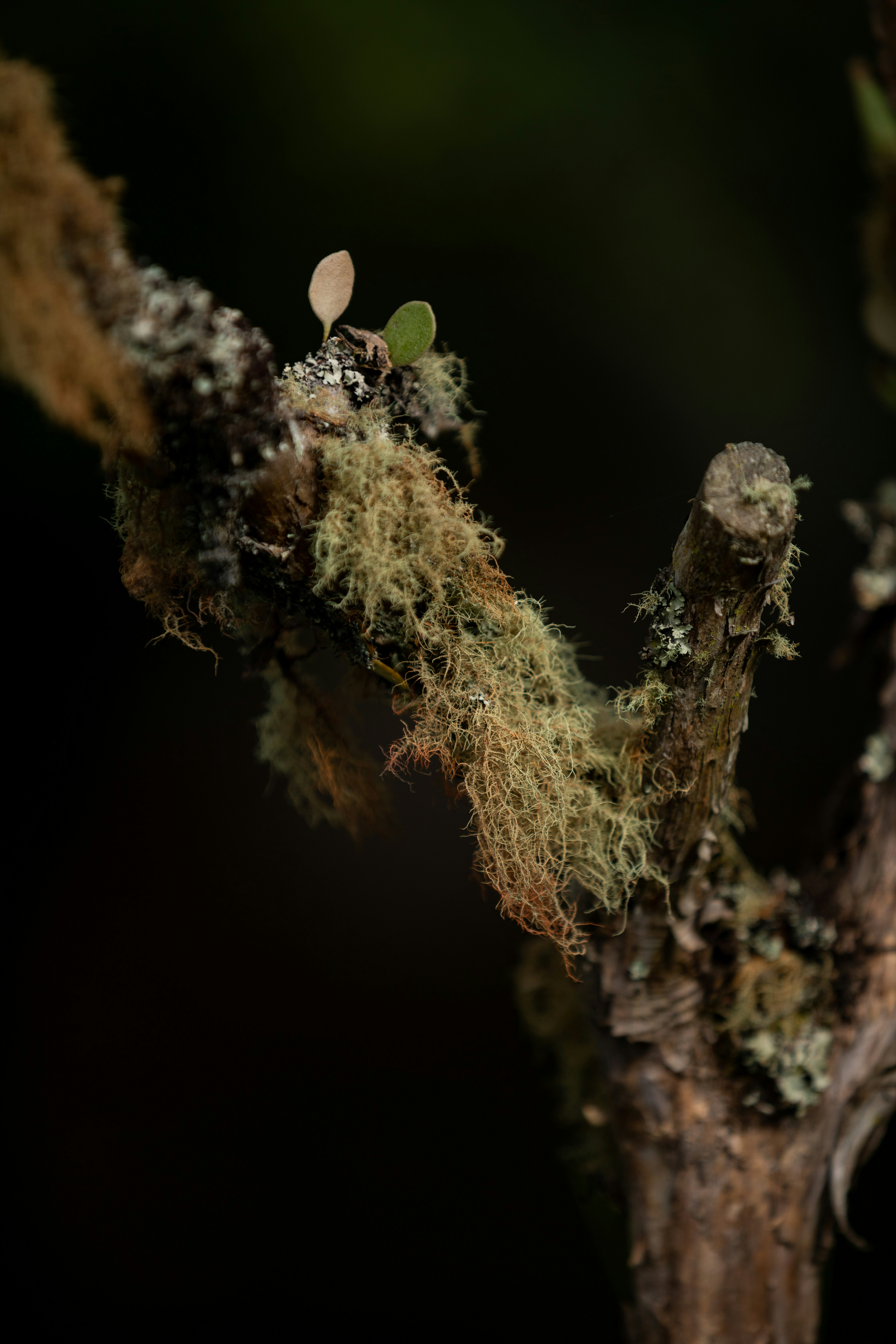 Close-up of moss and small leaves clinging to a weathered branch, showcasing nature's delicate details. The dark background enhances the textures and colors.