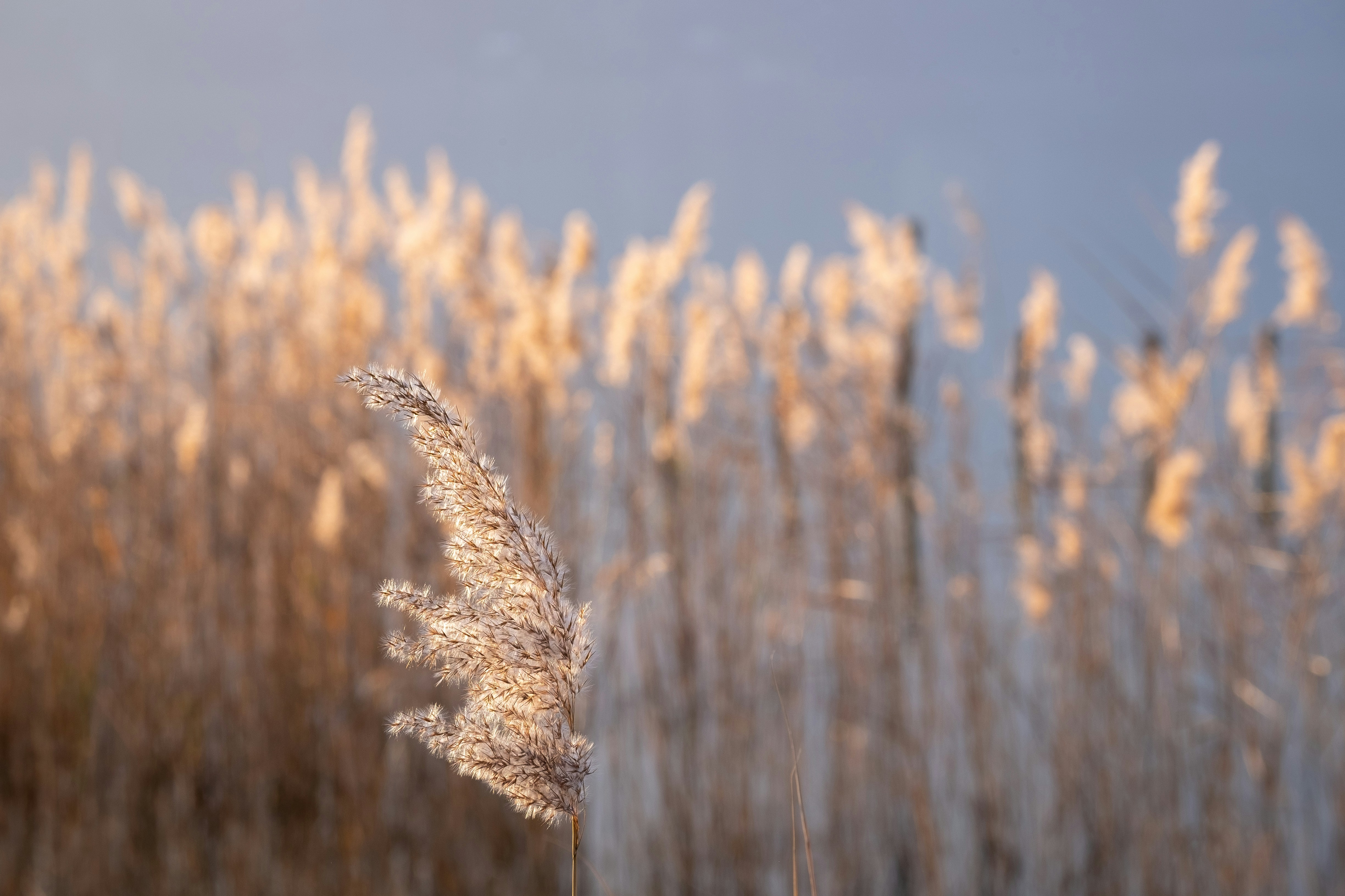 Sunlit grasses sway gently against a soft blue sky.