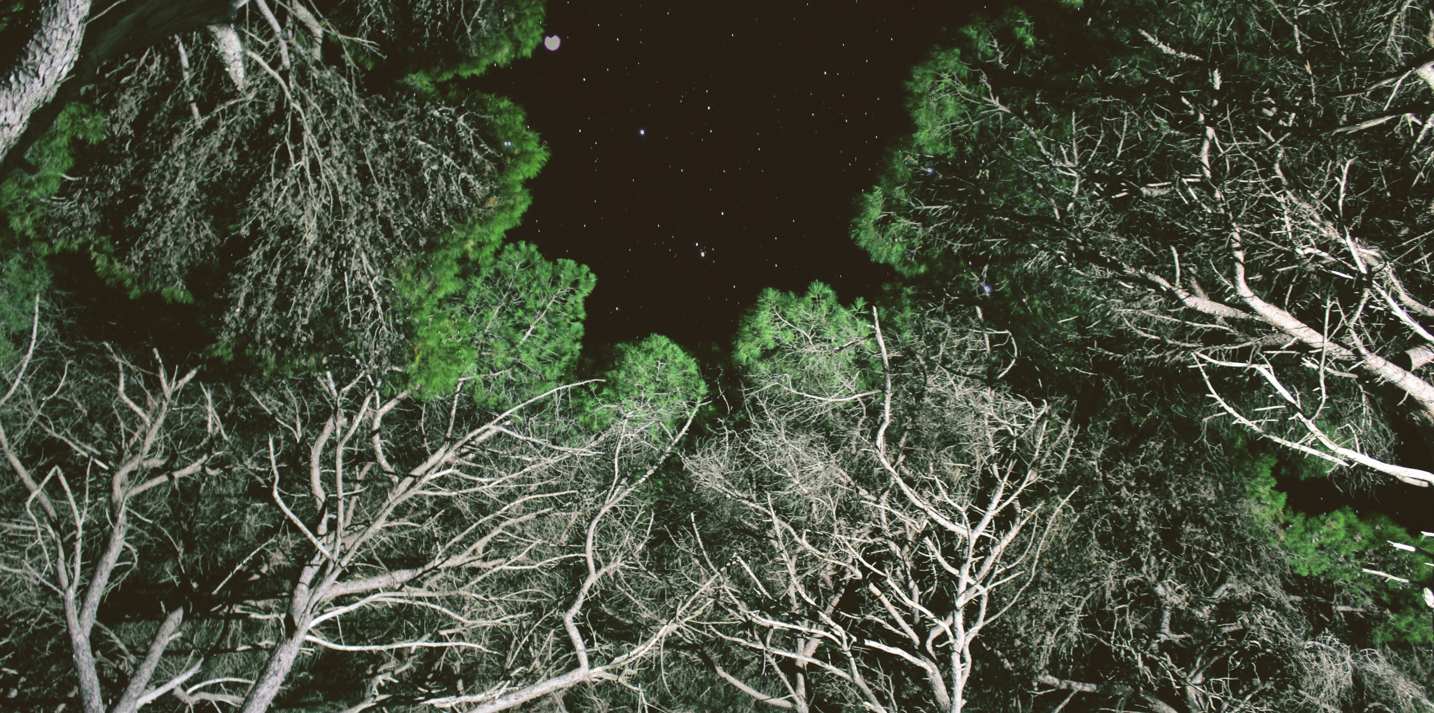Crowned Night: Trees Framing a Starry Sky
