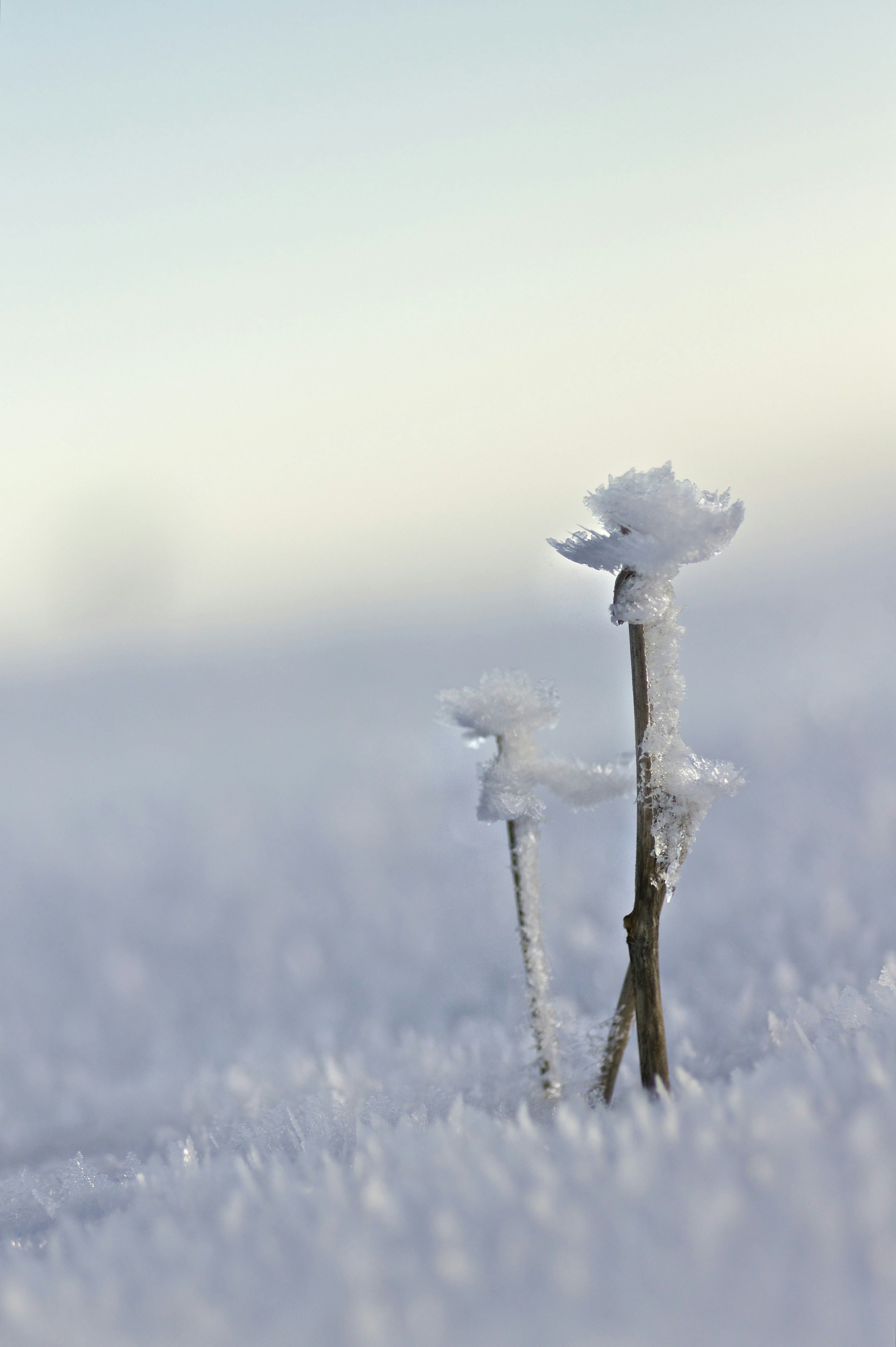 Delicate frost-covered twigs stand resilient against a soft, snowy backdrop, embodying the quiet beauty of winter's chill.