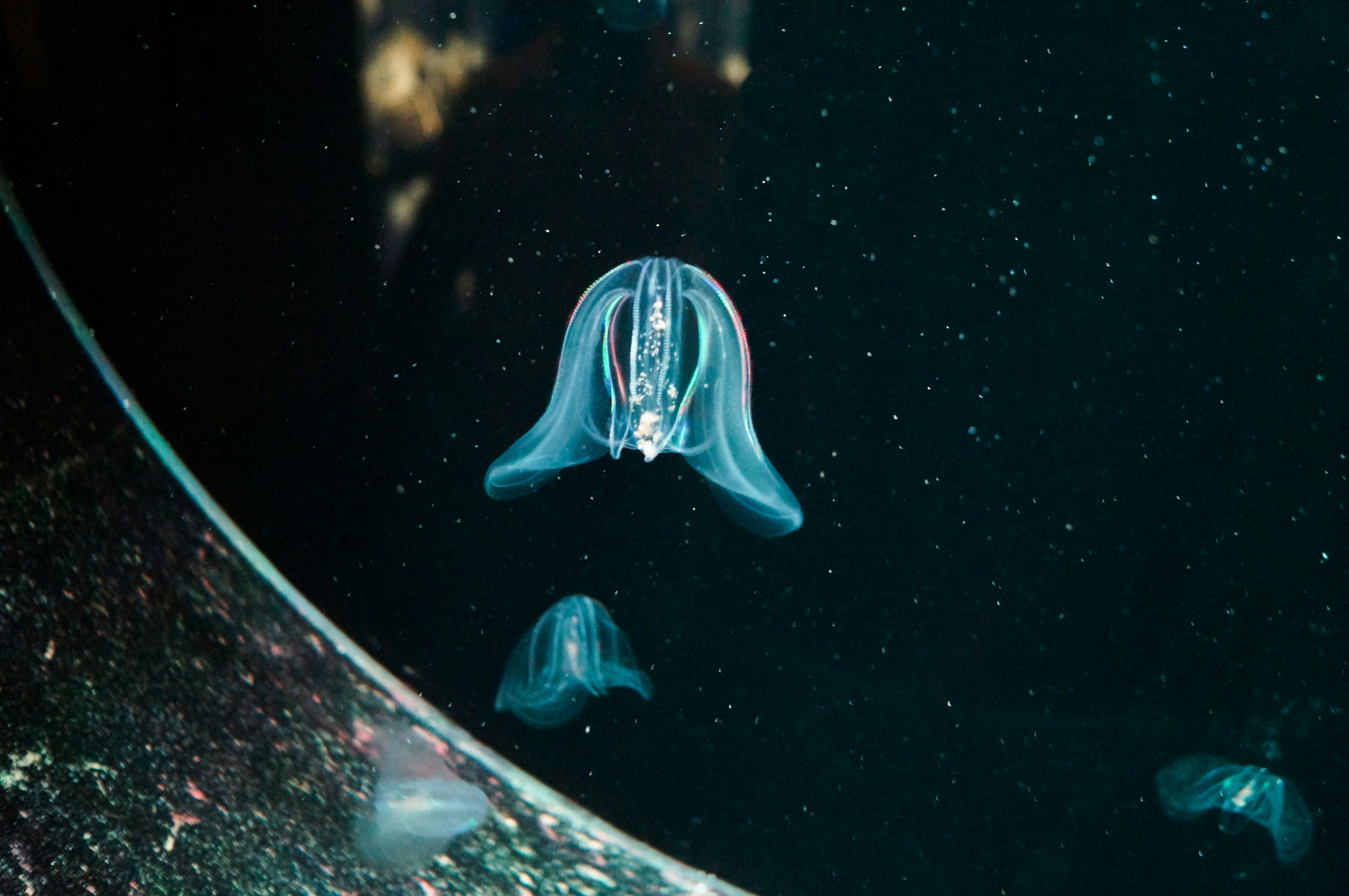 Underwater photograph of translucent blue jellyfish drifting above a curved, bubble-streaked surface against a dark, starry backdrop.